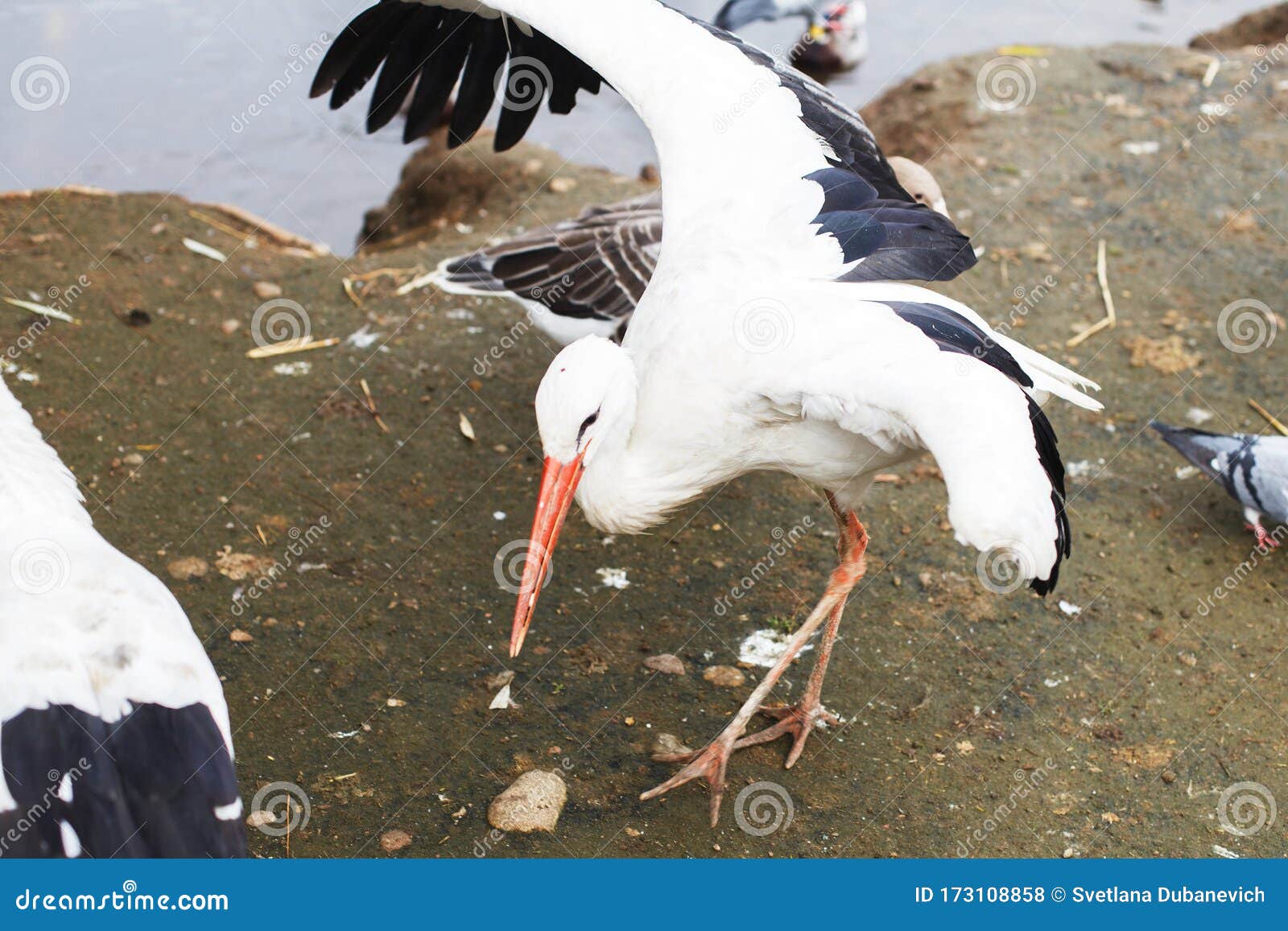 Storks Near the Lake. Portrait of a Stork. Stork Eats Bread with Its ...