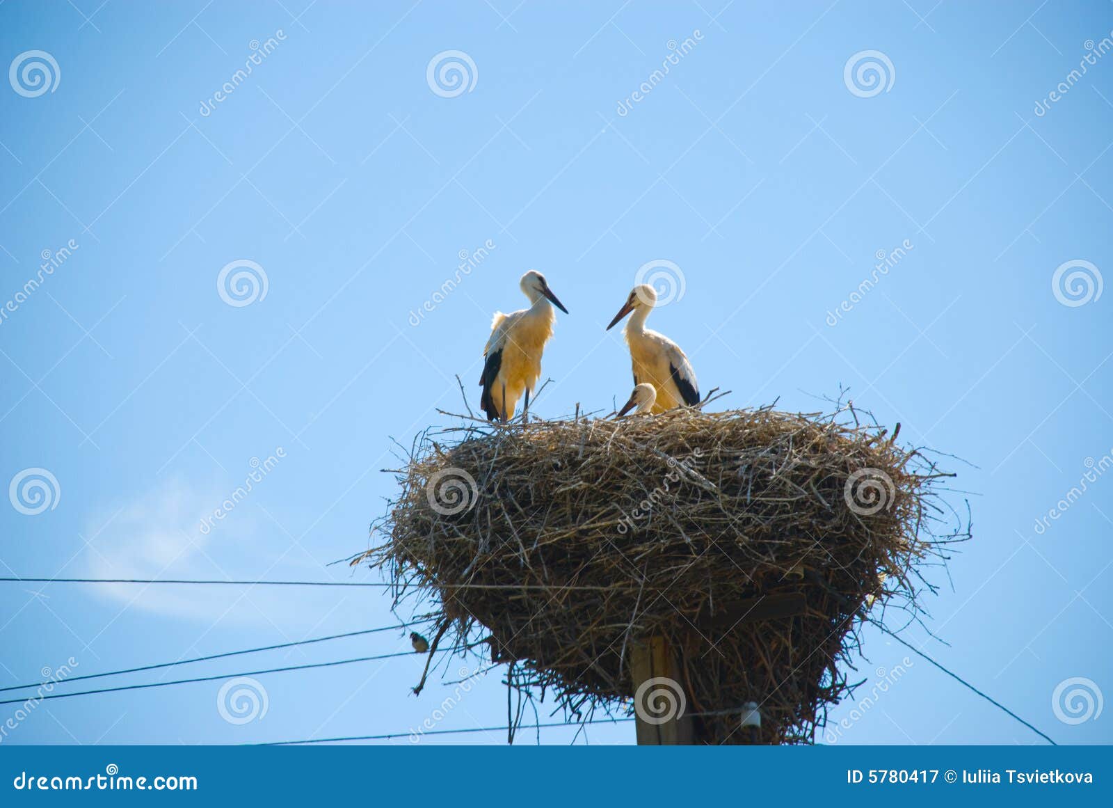 Storks Nest, Spanish Town Of Alcala De Henares, Palaces And Anci ...