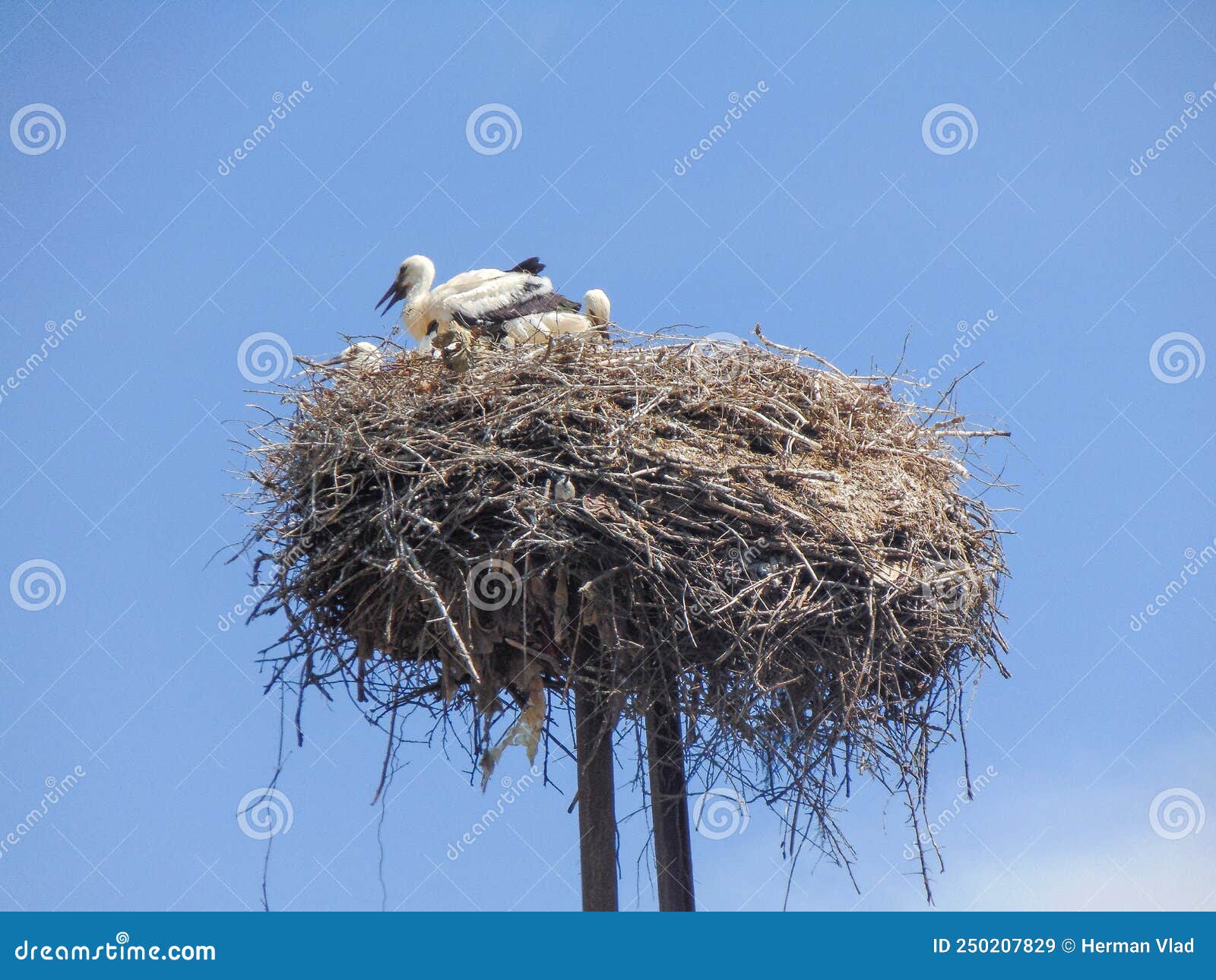 Storks in a Nest in the Summer - in Maramures County, Romania Stock ...