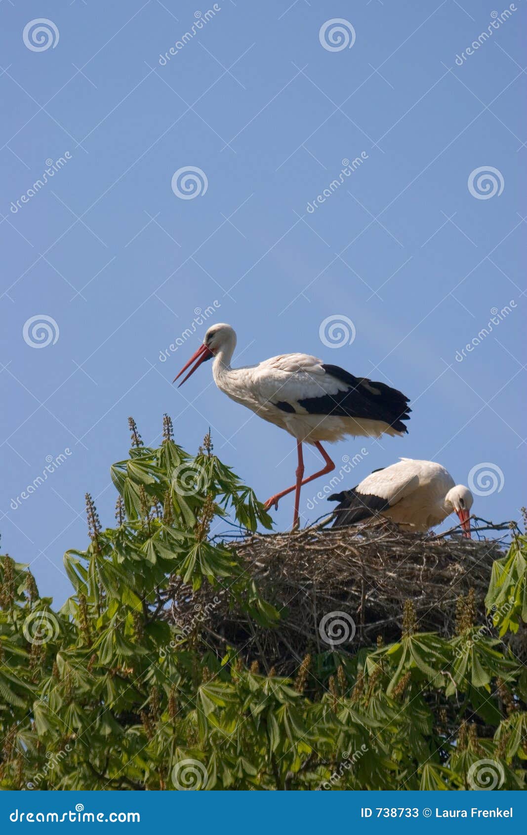 Storks nesting stock image. Image of kids, bird, nest, newborn - 738733