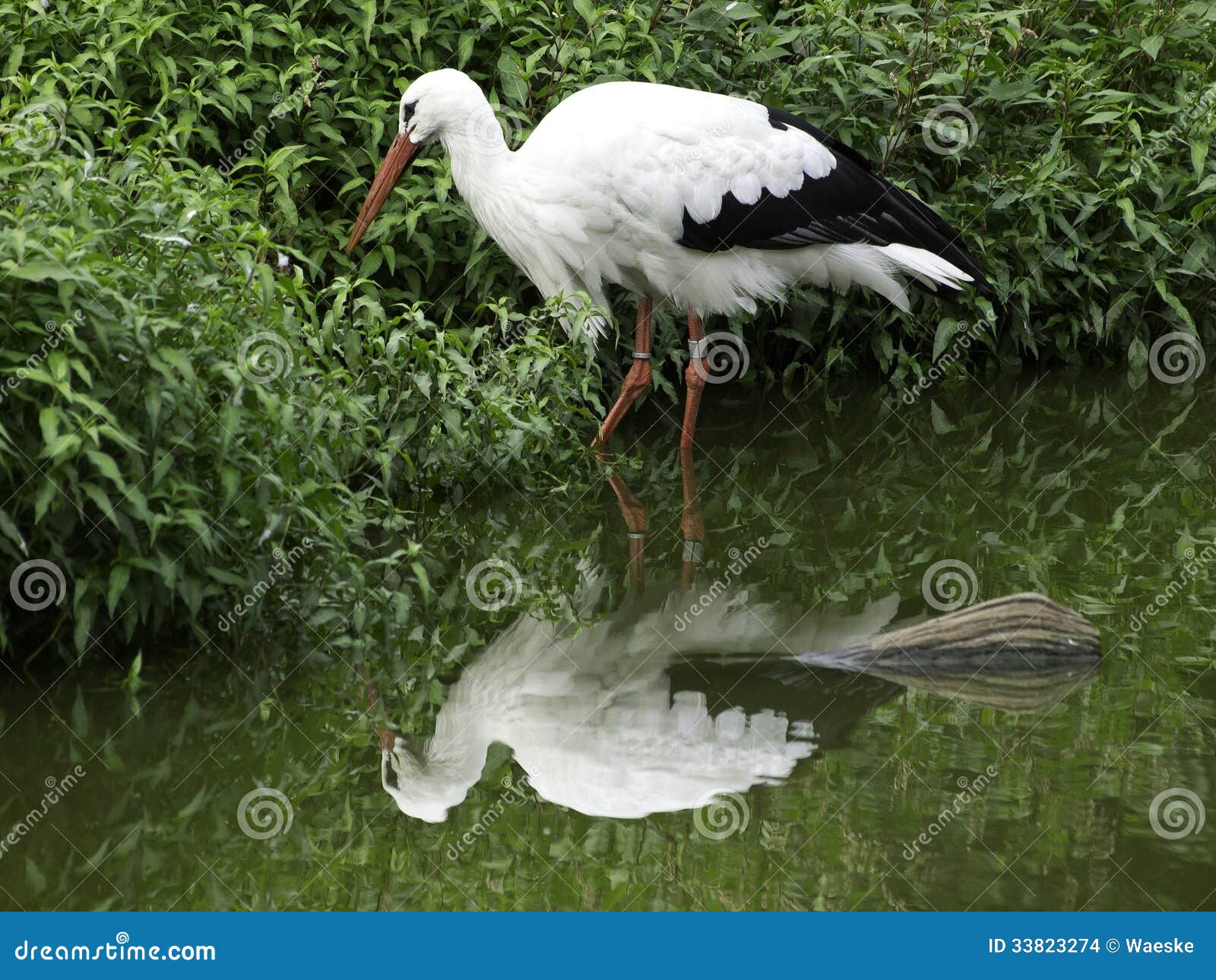 Storks stock photo. Image of animal, germany, stork, animals - 33823274