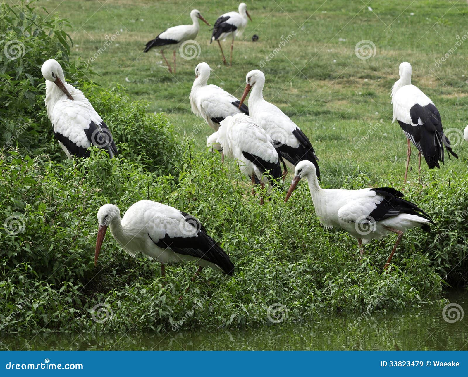 Storks stock image. Image of looking, birds, stork, bird - 33823479