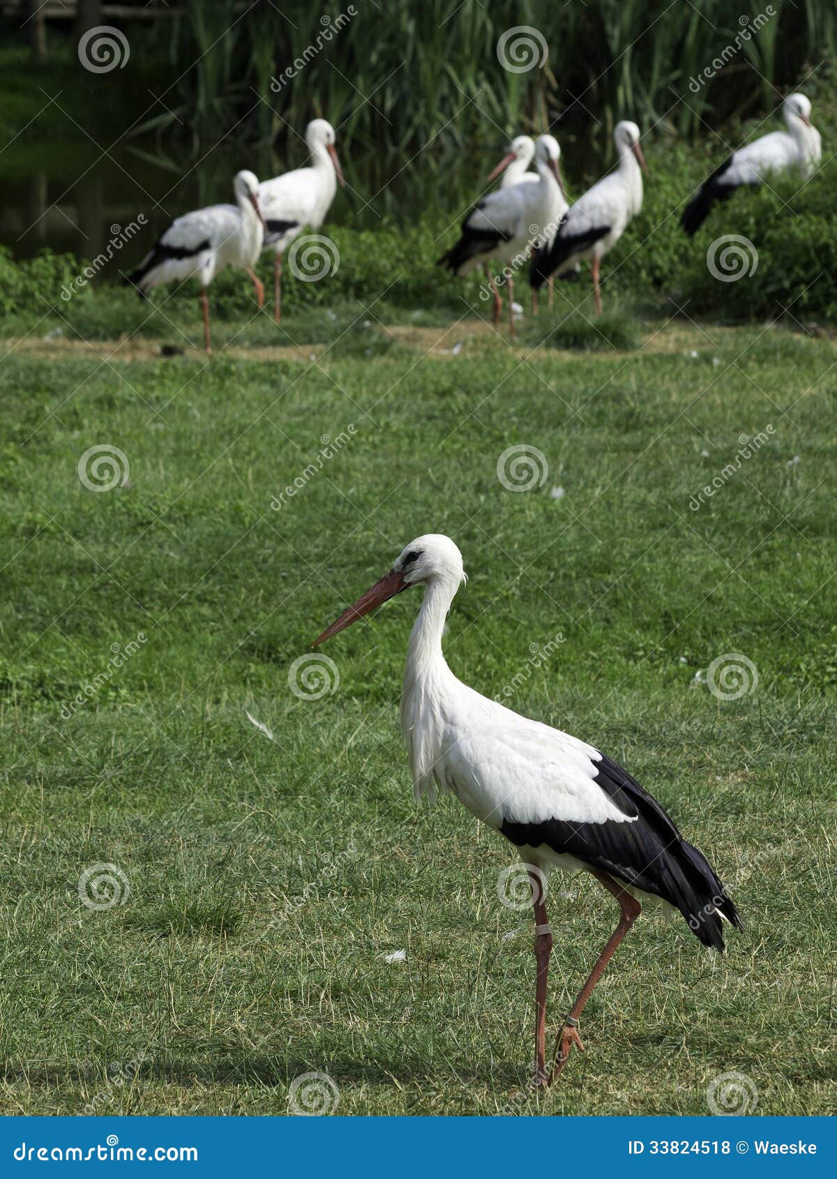 Storks stock photo. Image of bird, muensterland, animal - 33824518
