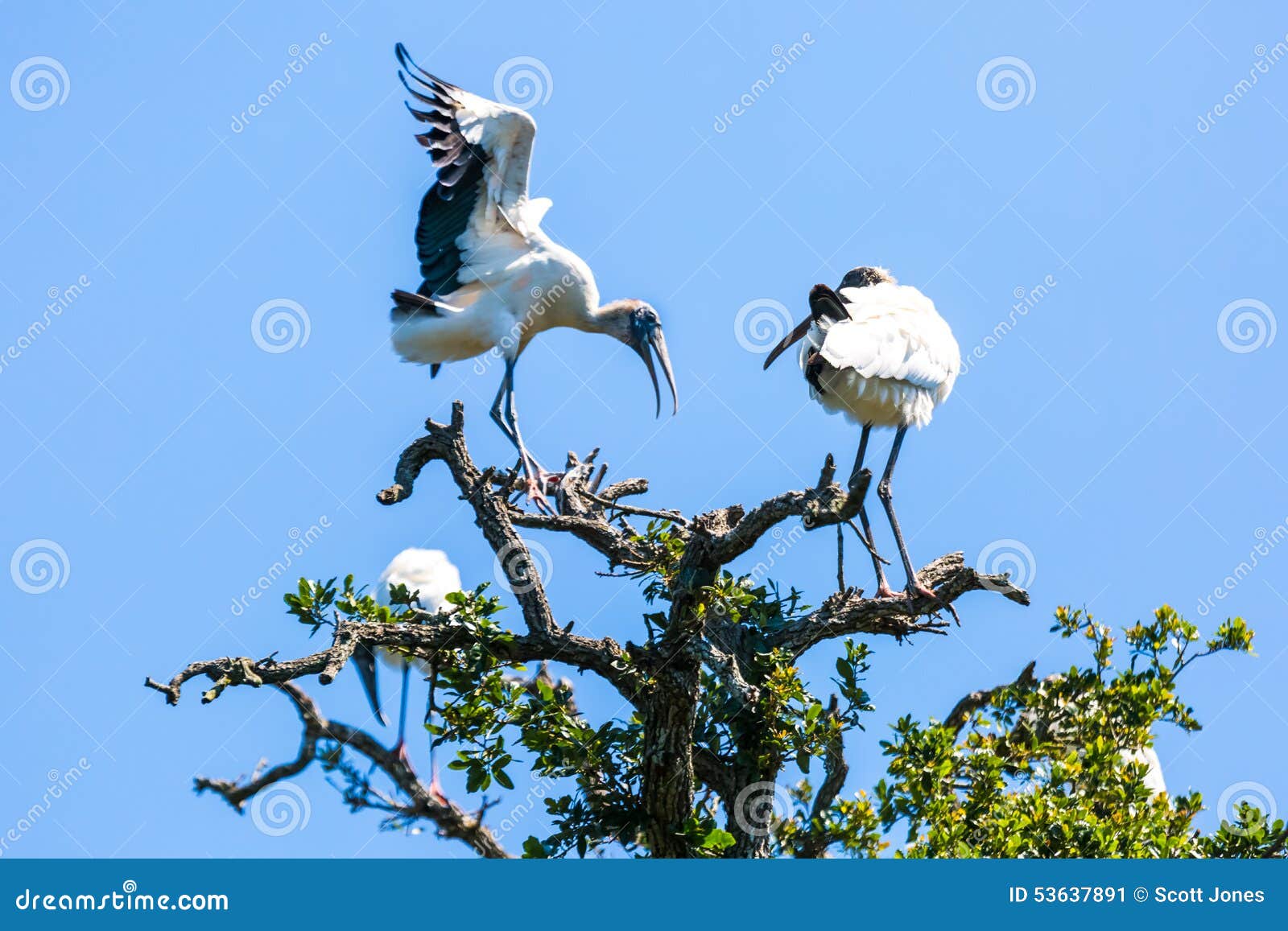 Storks stock image. Image of storks, flight, bird, nature - 53637891