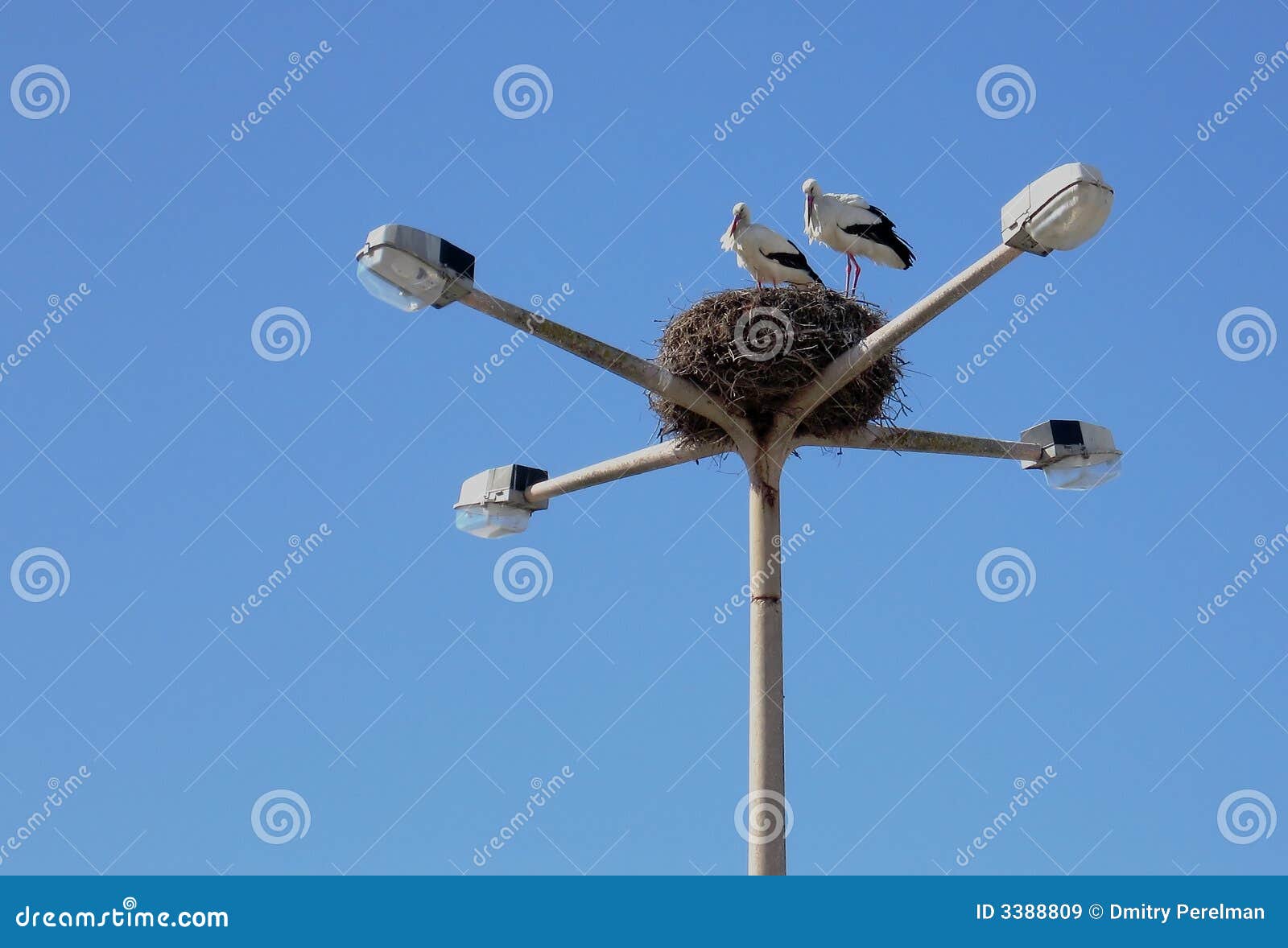 Storks parking stock image. Image of joke, storks, town - 3388809
