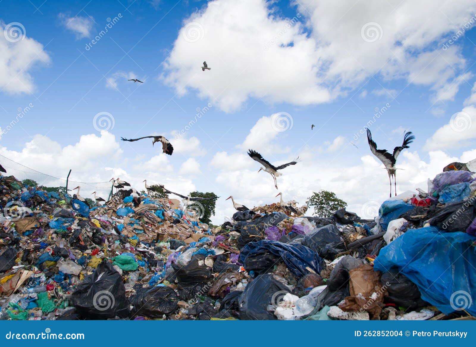 Storks on pile garbage stock photo. Image of wild, nature - 262852004