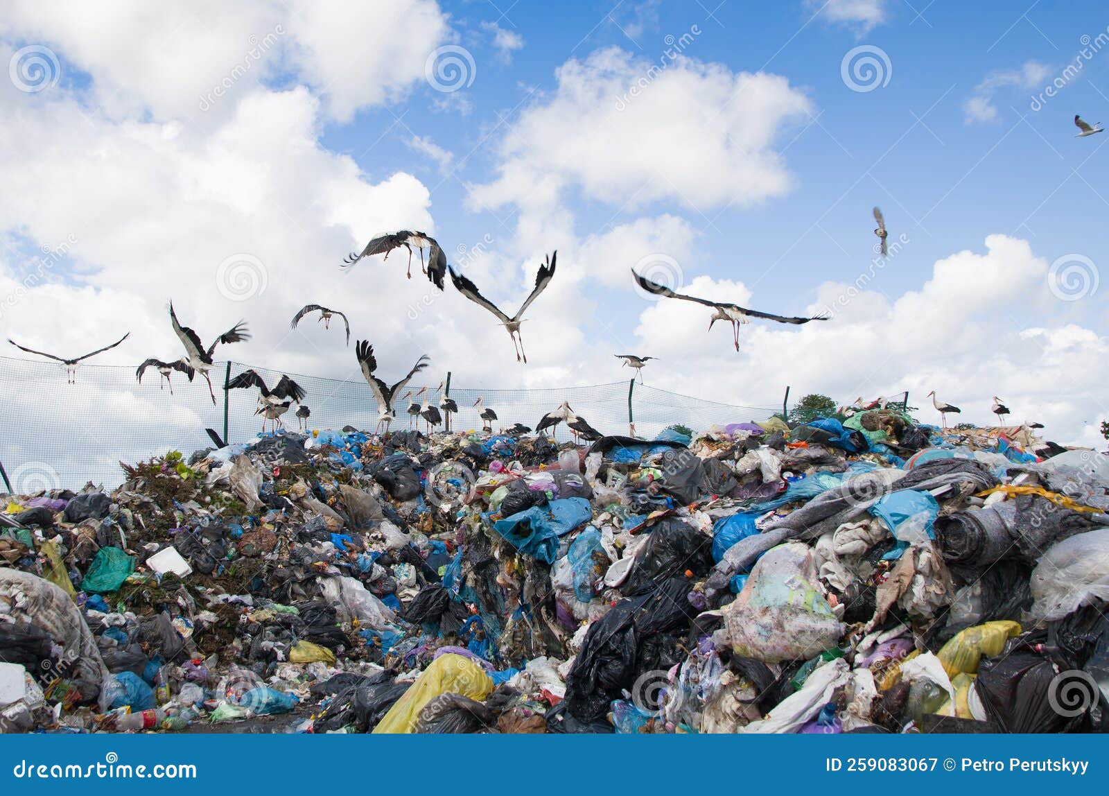 Storks on pile garbage stock image. Image of wild, urban - 259083067