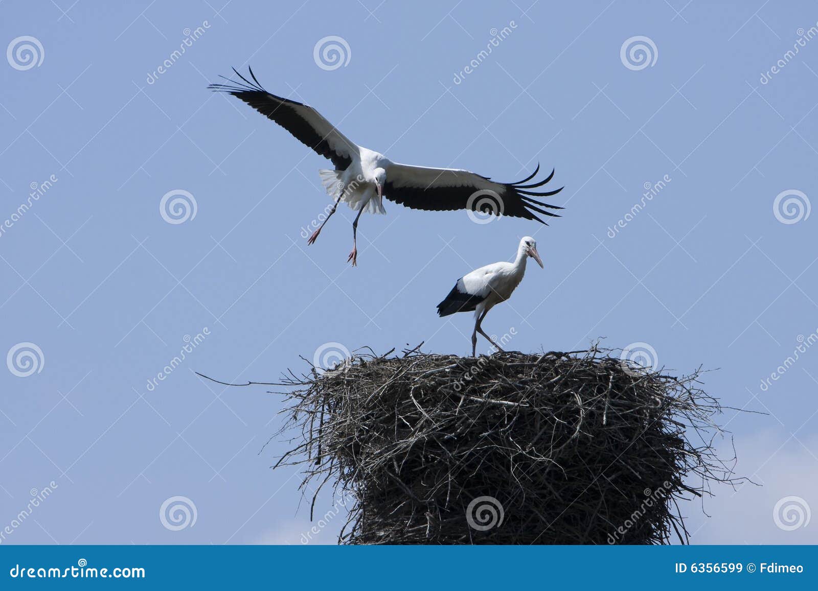 Storks of Poland stock image. Image of white, beak, migratory - 6356599