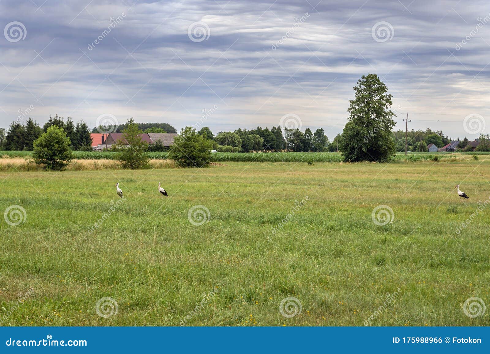 Storks in Poland stock photo. Image of house, countryside - 175988966