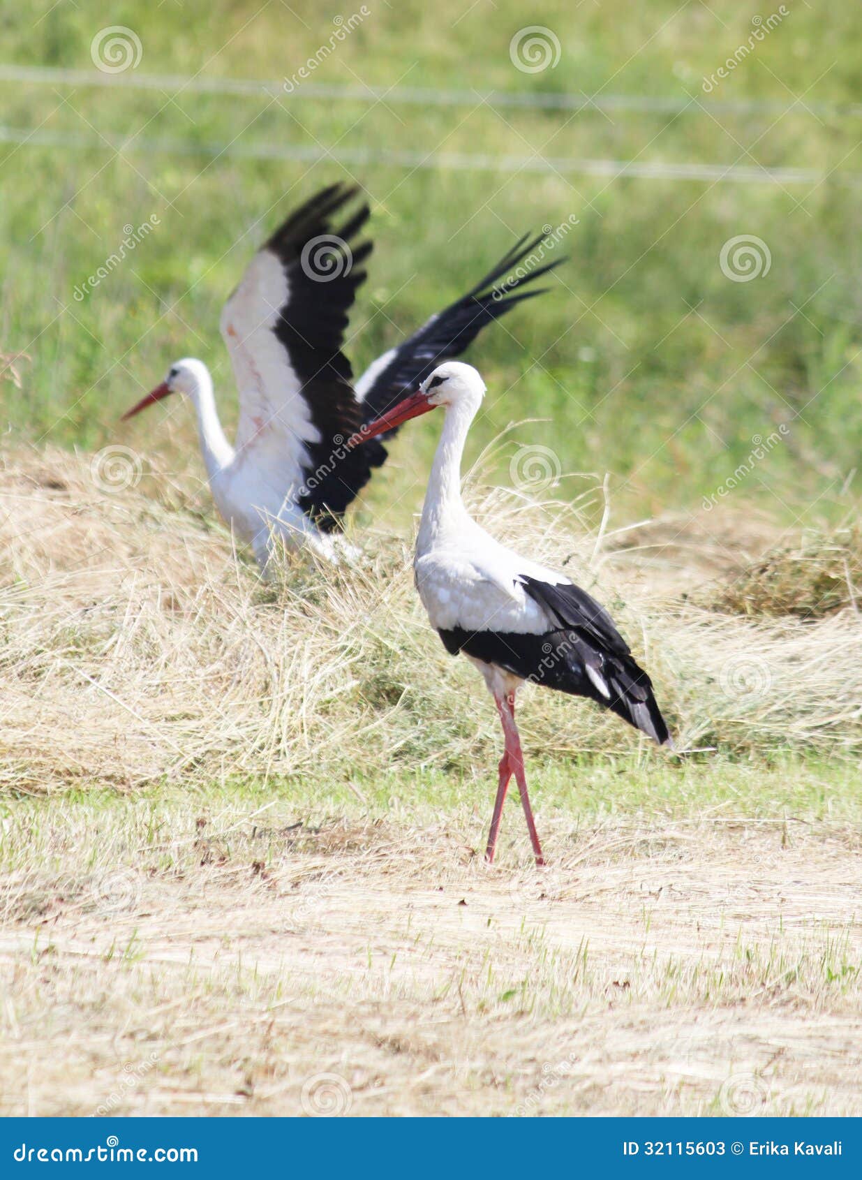 Storks stock image. Image of summer, stork, storks, lithuania - 32115603