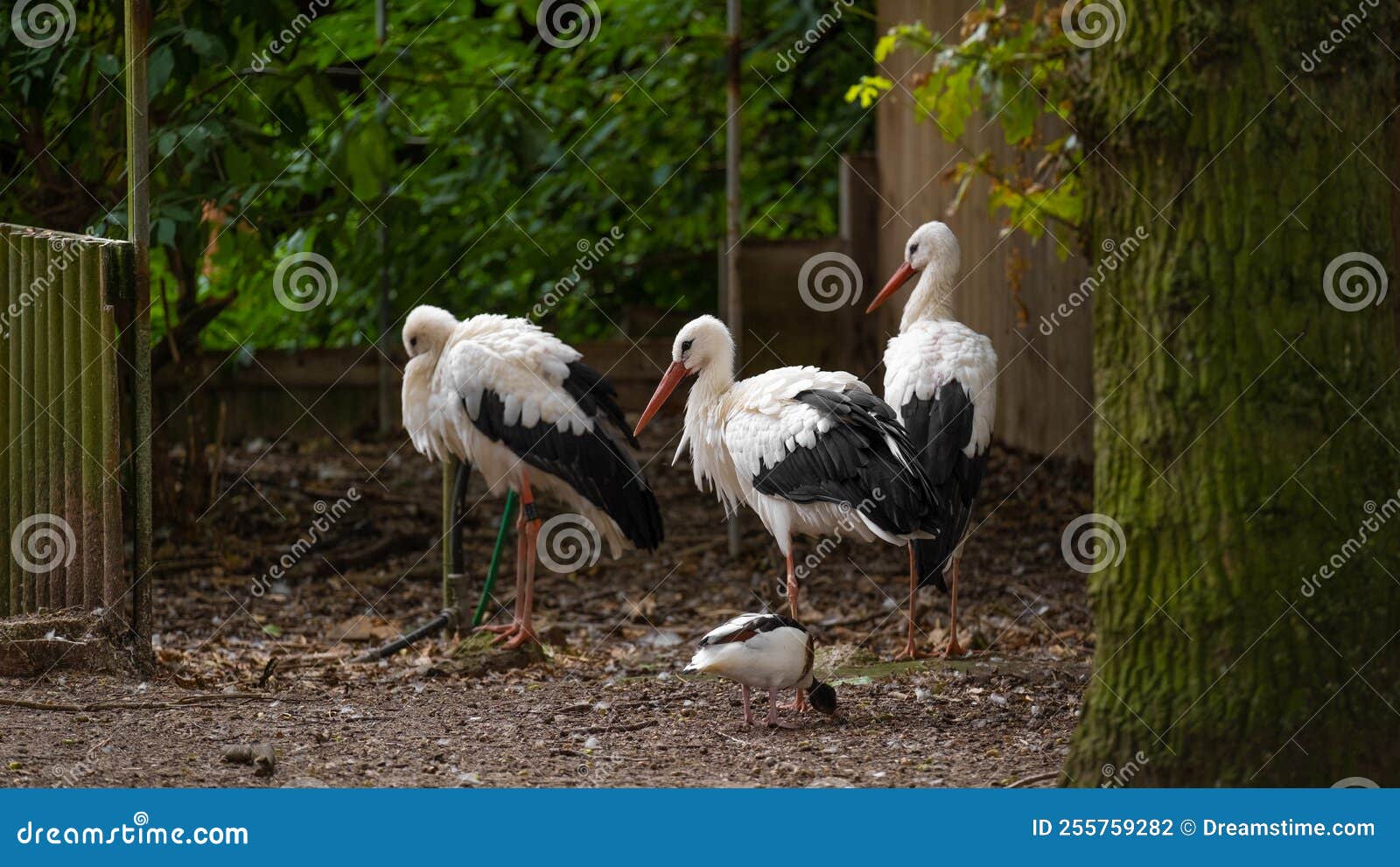 Storks in the Reserve.Group of Birds Storks and Duck in the Park Stock ...