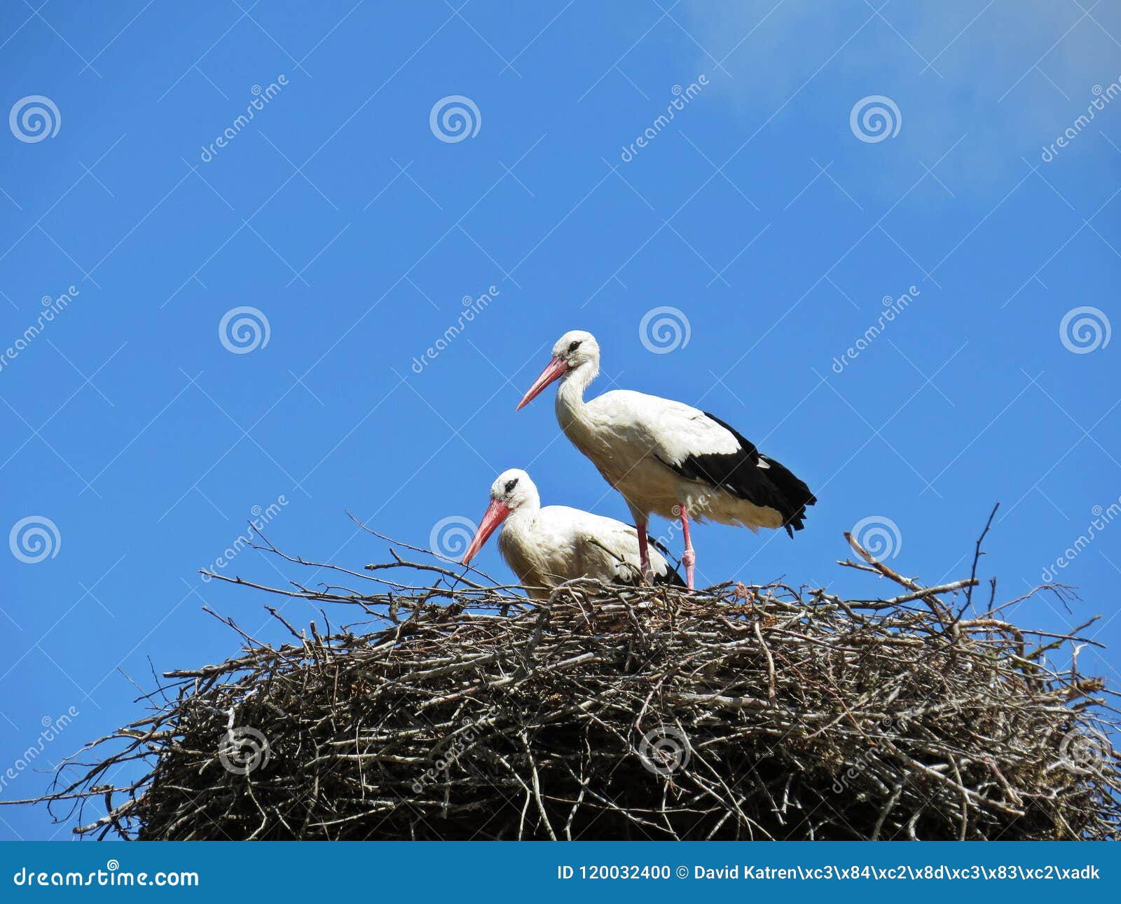 Storks Sitting on a Nest with Clouds on the Sky in Background Stock ...
