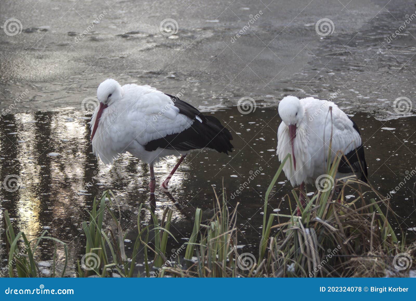Storks Sitting Outdoors in Wintry Forest Stock Photo - Image of winter ...