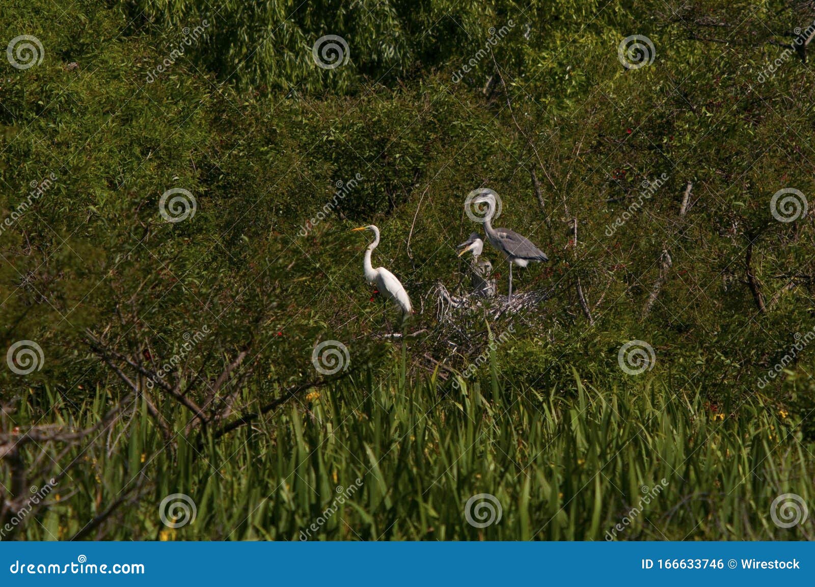 Storks Standing in the Garden with Trees and Fresh Green Grass Stock ...