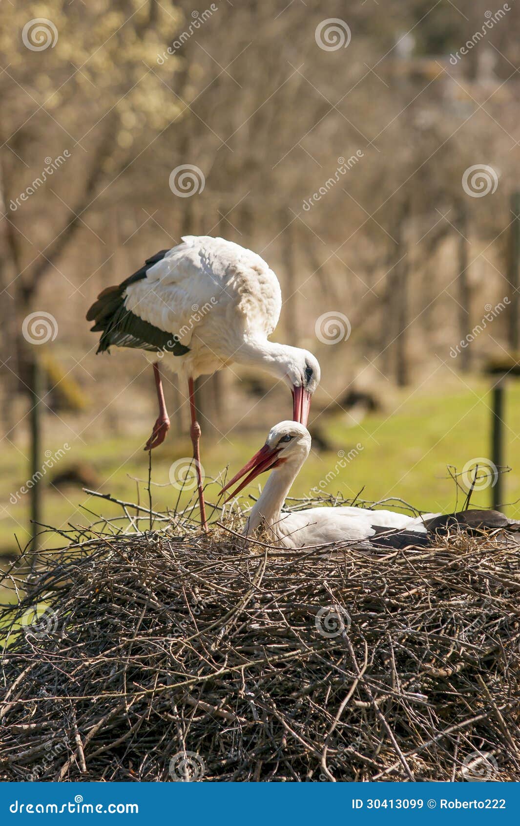 Storks stock image. Image of nature, wildlife, bird, wild - 30413099