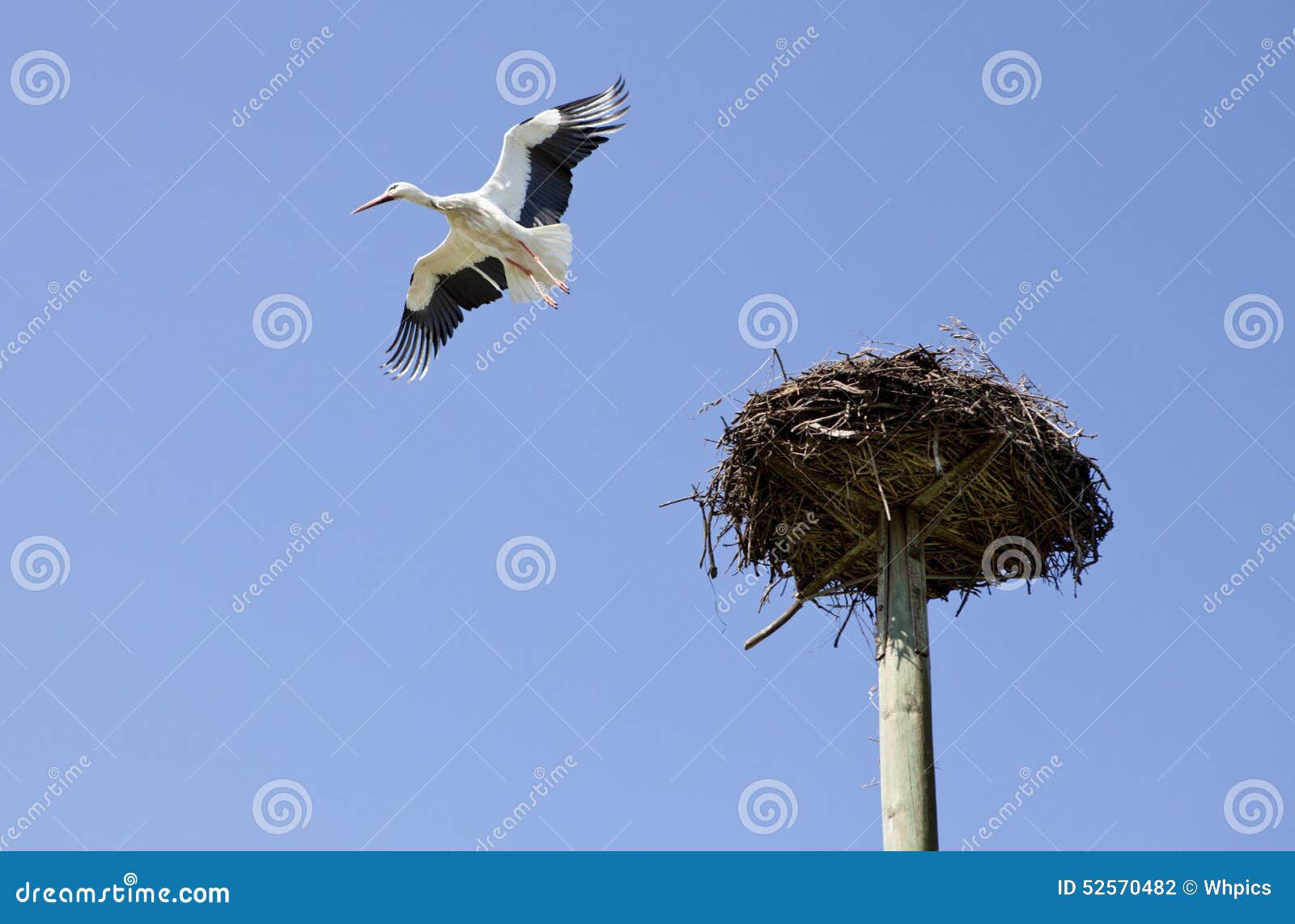 Storks taking off stock photo. Image of stork, nature - 52570482