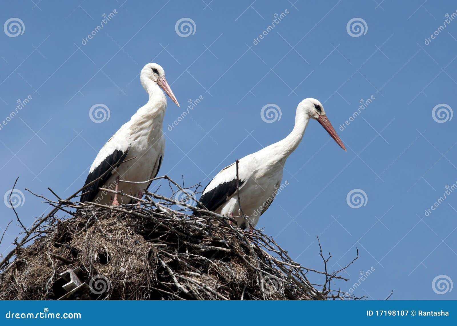 Storks in their nest stock image. Image of migratory - 17198107