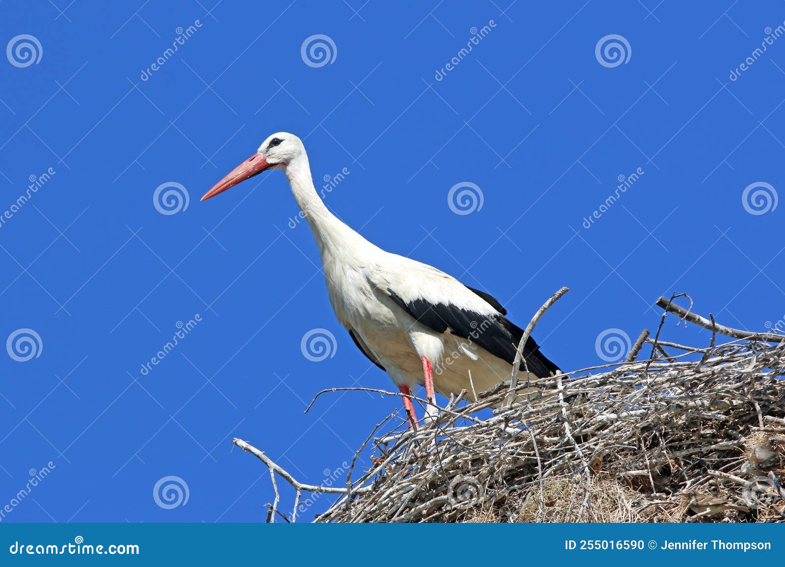 Storks in their nest stock photo. Image of feather, summer - 255016590