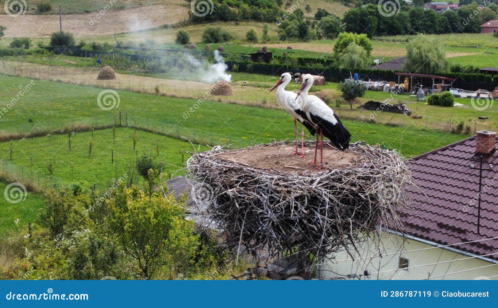 Storks on Their Nest in the Romanian Village Recea Cristur Stock Image ...