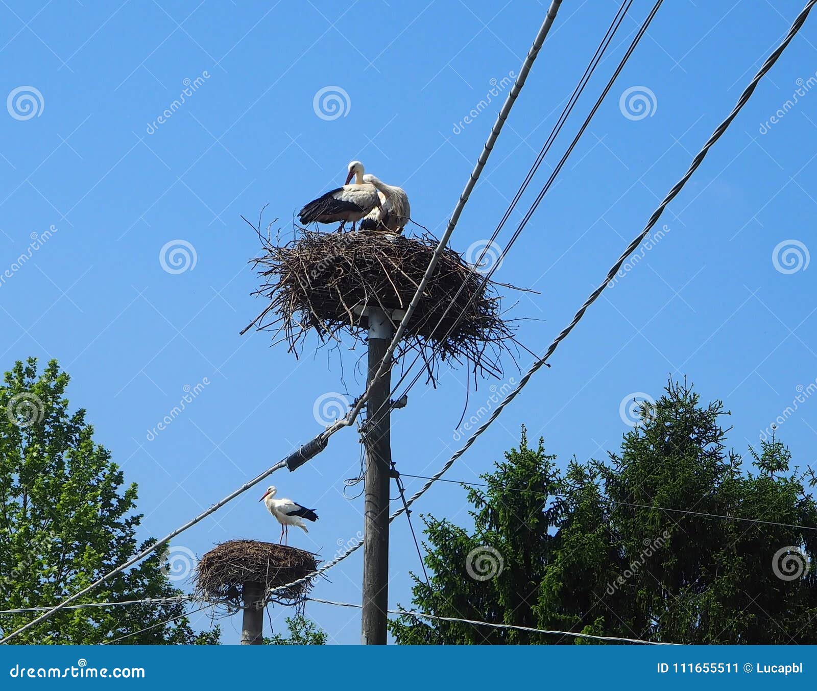 Storks in Their Nests on the High Voltage Columns Stock Image - Image ...