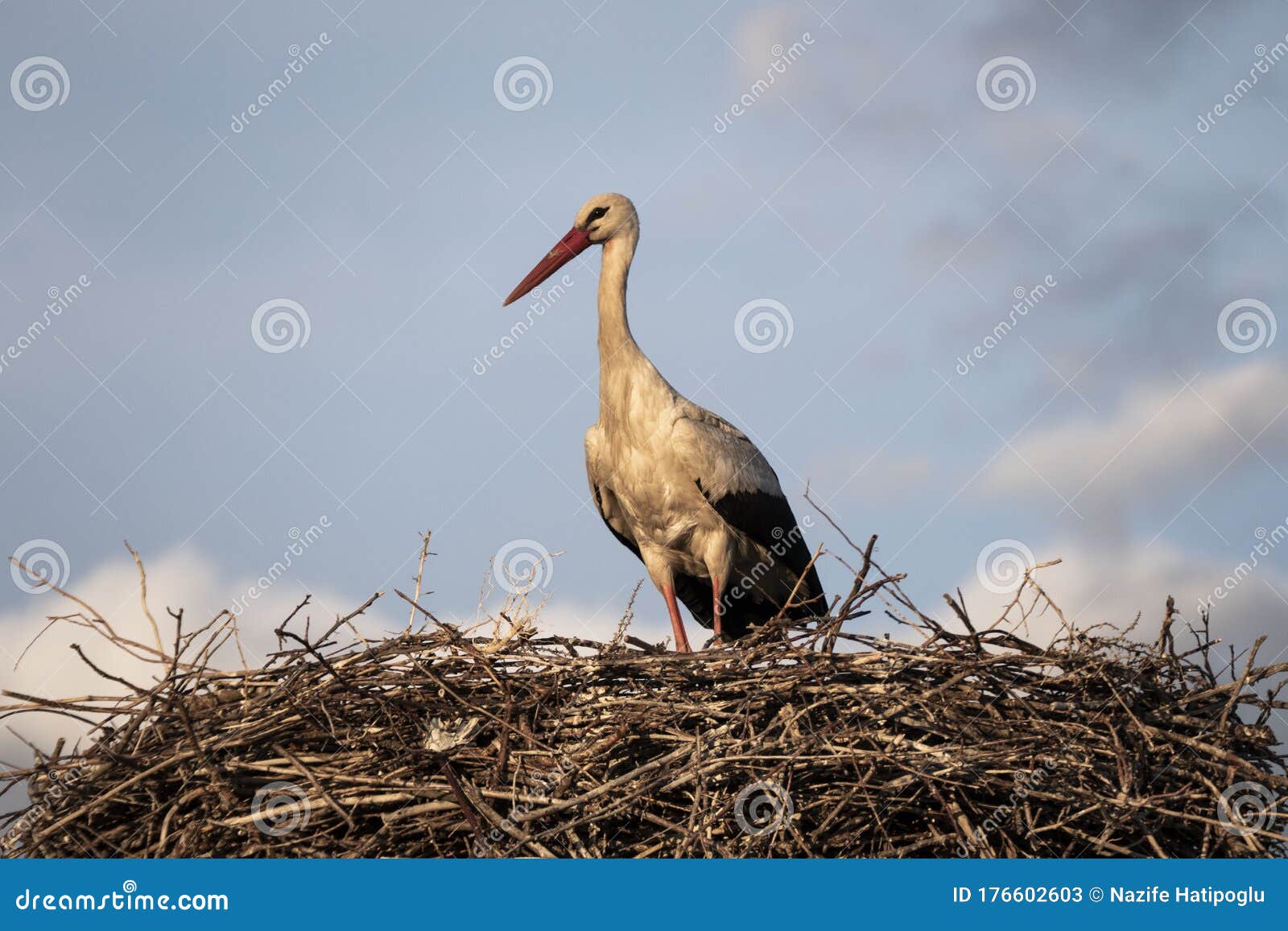 Storks and Their Nests in the Spring, a Stork is Waiting in Its Nest ...