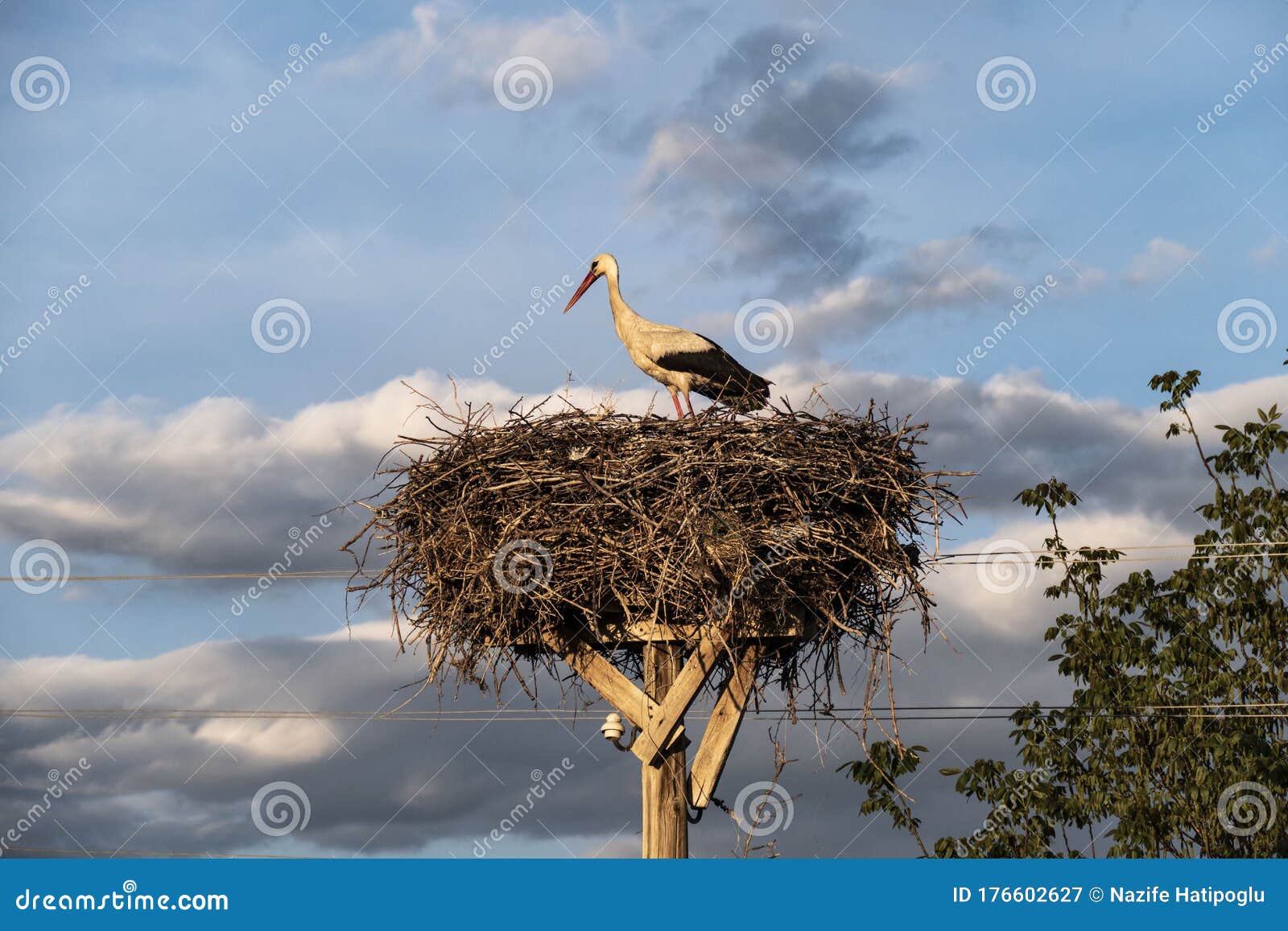 Storks and Their Nests in the Spring, a Stork is Waiting in Its Nest ...