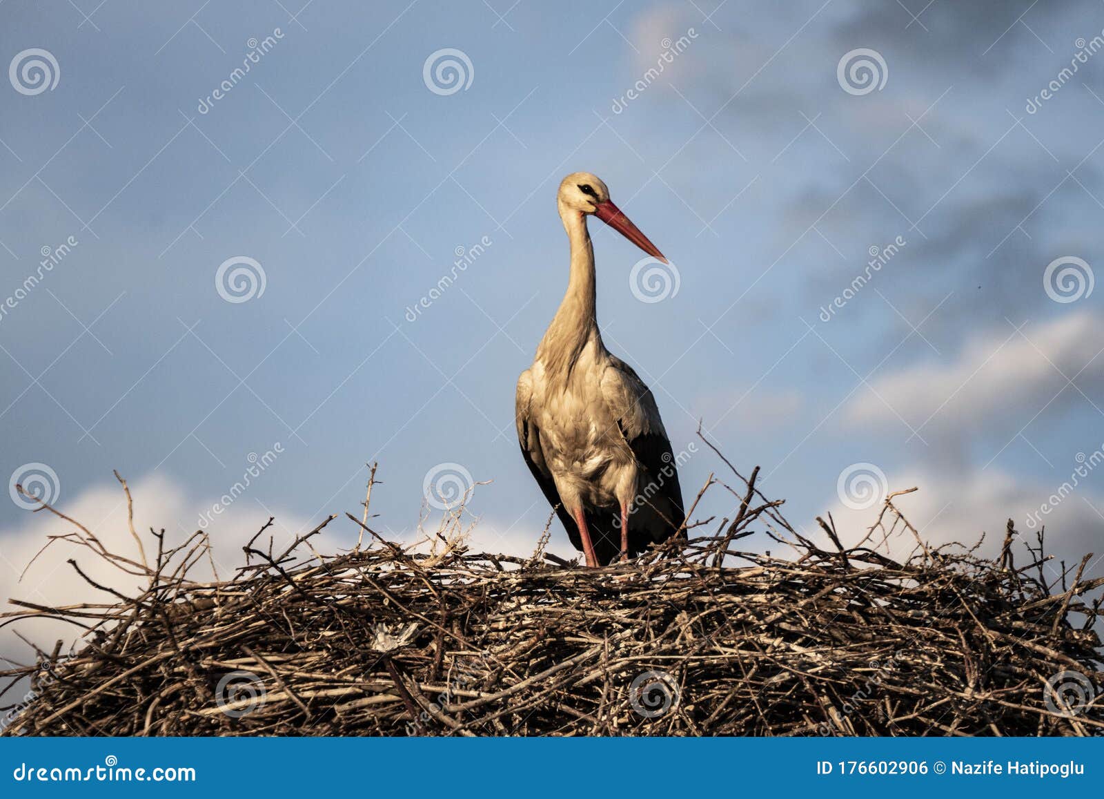 Storks and Their Nests in the Spring, a Stork is Waiting in Its Nest ...