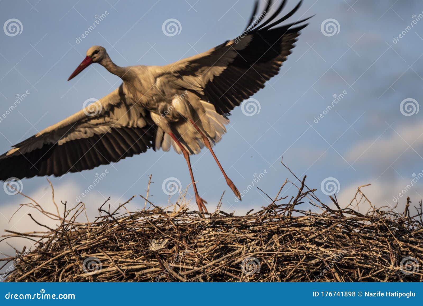 Storks and Their Nests in the Spring, a Stork is Waiting in Its Nest ...