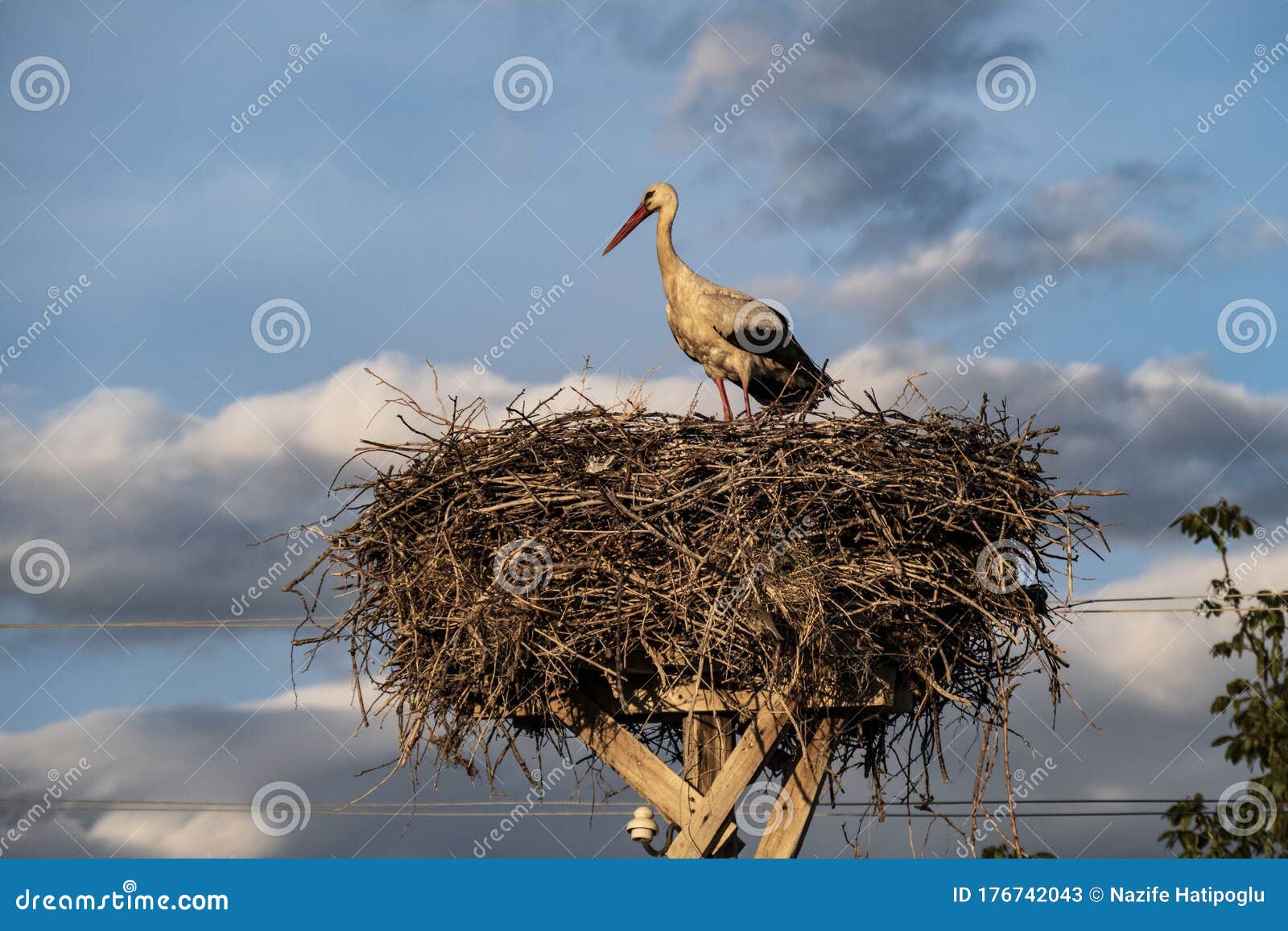 Storks and Their Nests in the Spring, a Stork is Waiting in Its Nest ...