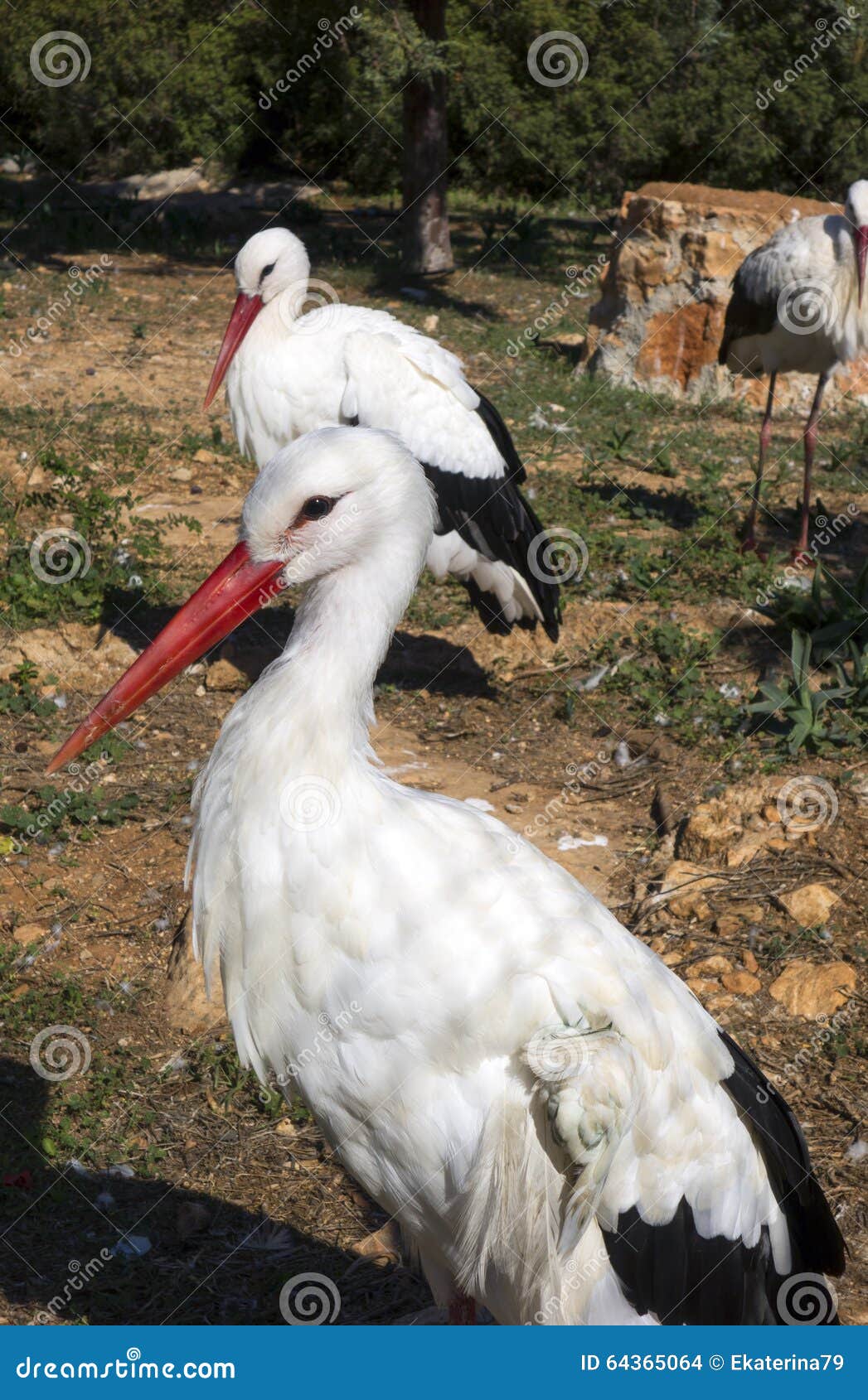 Storks stock photo. Image of stork, storks, outdoors - 64365064