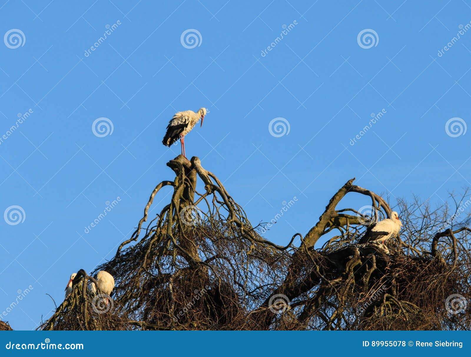 Storks on a tree stock photo. Image of stork, blue, branch - 89955078