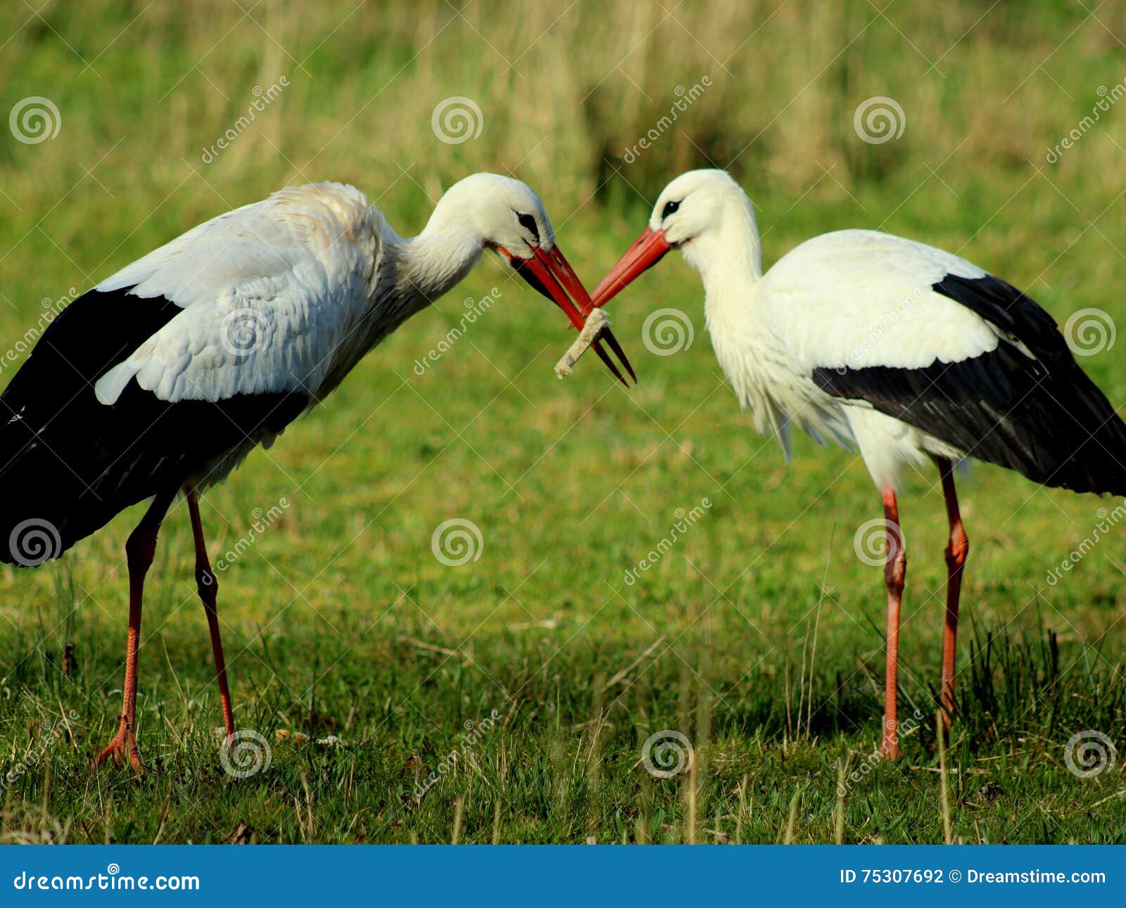 Storks stock photo. Image of grass, sharing, park, green - 75307692