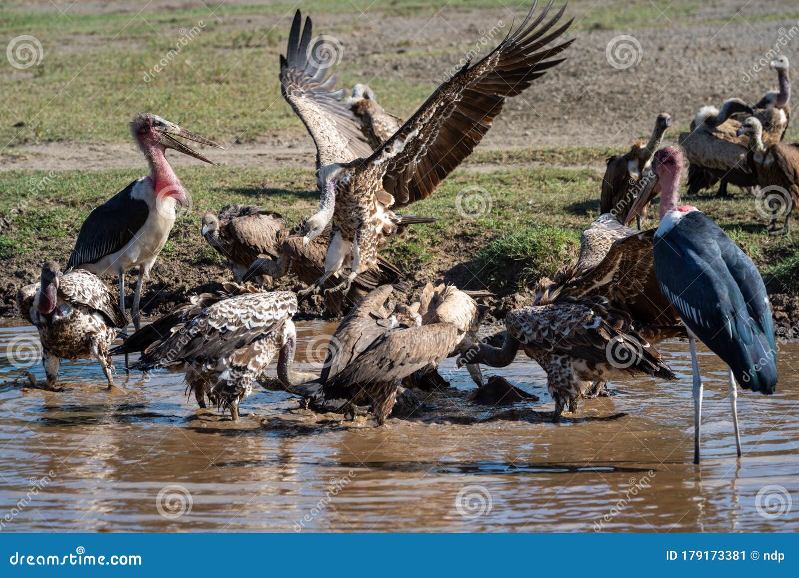 Storks and Vultures Fight Over River Carcase Stock Image - Image of ...