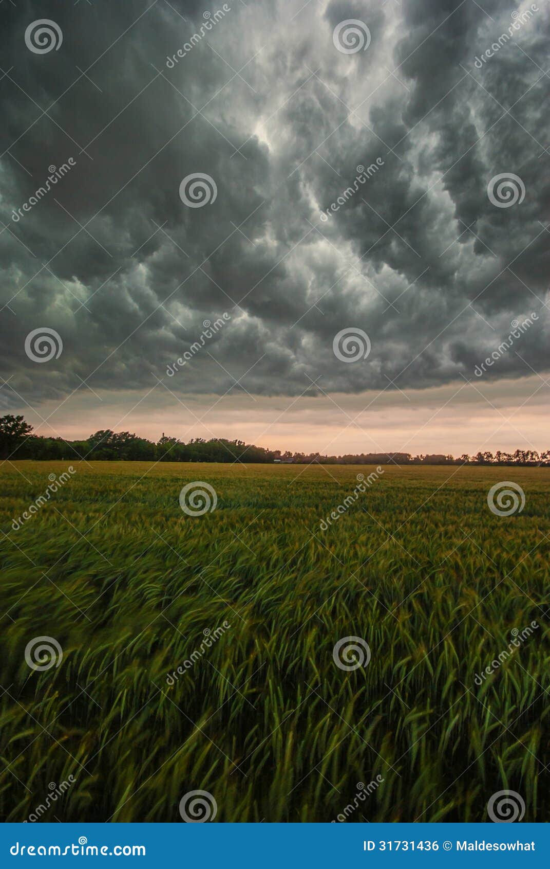 Storm above a field stock photo. Image of stormy, wind - 31731436