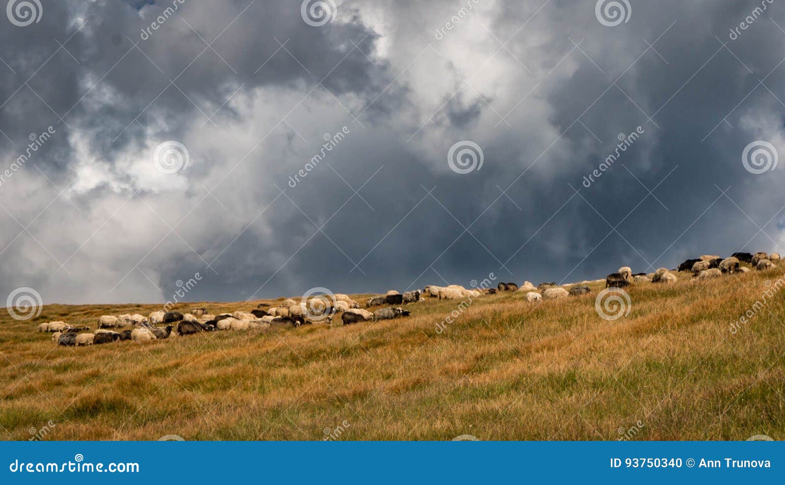 The Storm is Approaching the Sheep Pasture Stock Photo - Image of dawn ...