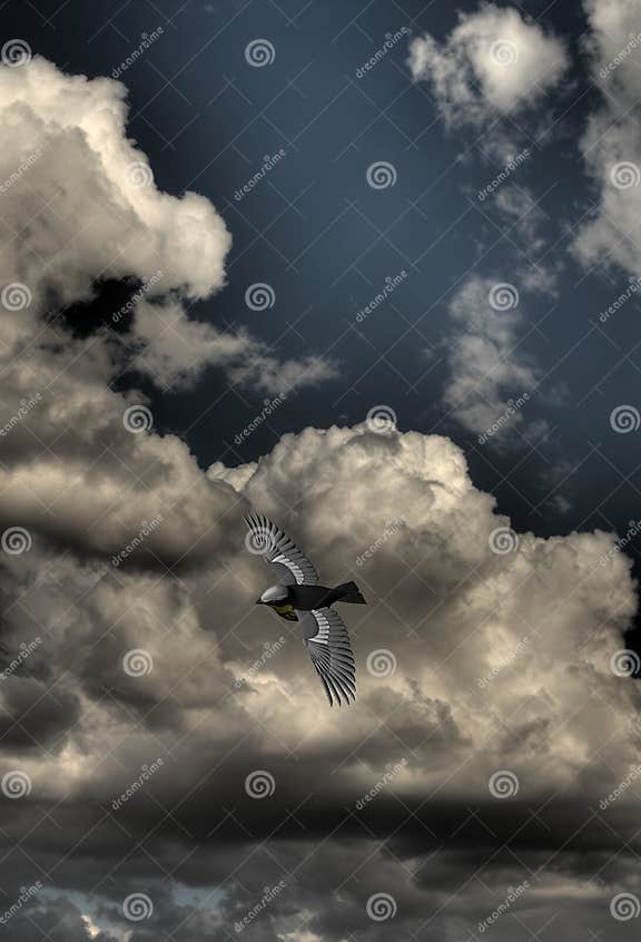 Storm Bird stock illustration. Illustration of nature - 1938351