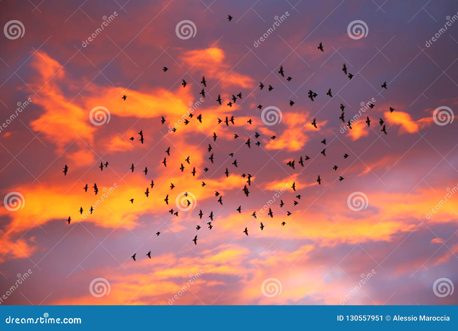 Storm of Birds at Sunset, Orange Clouds Stock Image - Image of ...