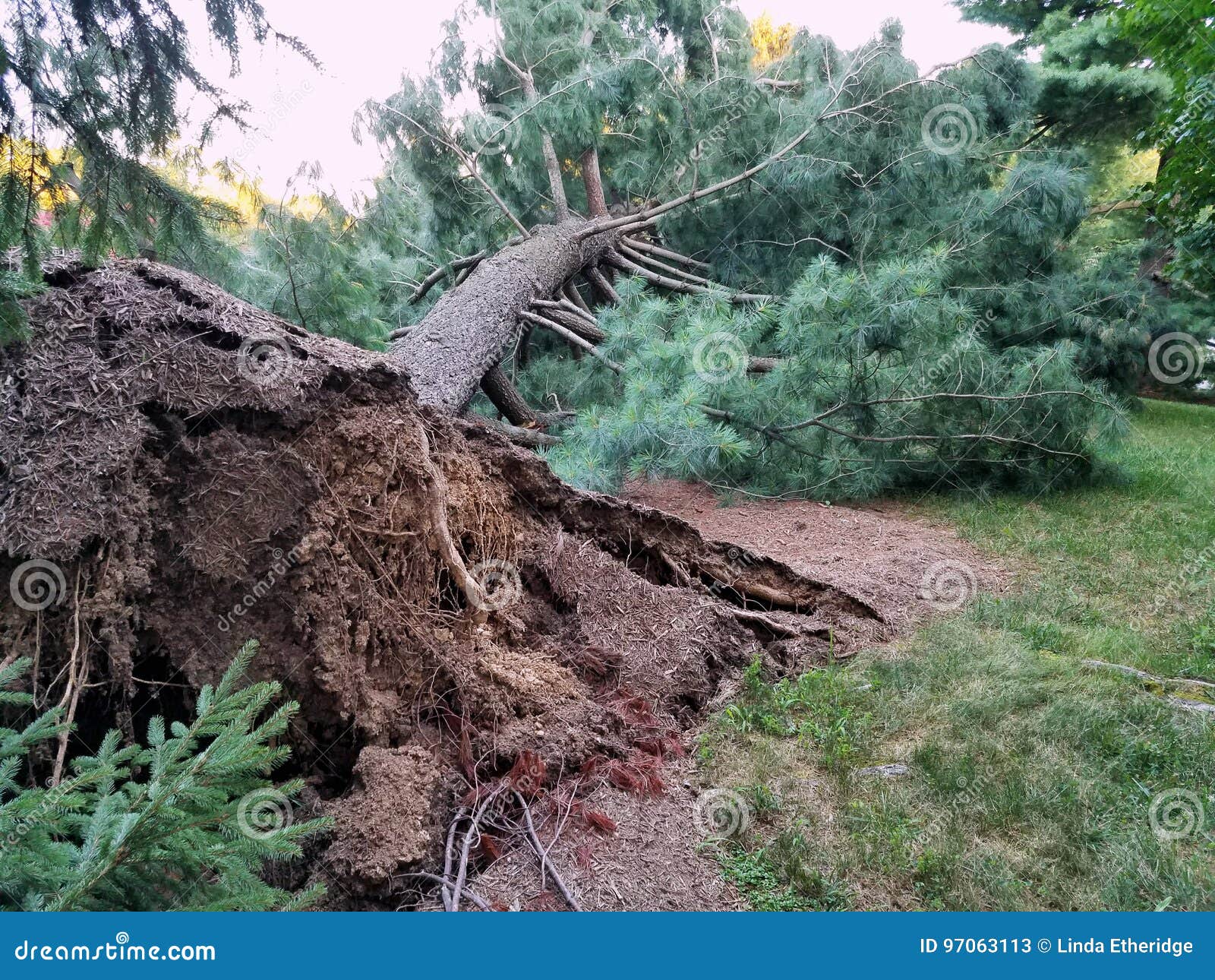 Storm Blown Giant Pine Tree Stock Image - Image of outdoors, root: 97063113