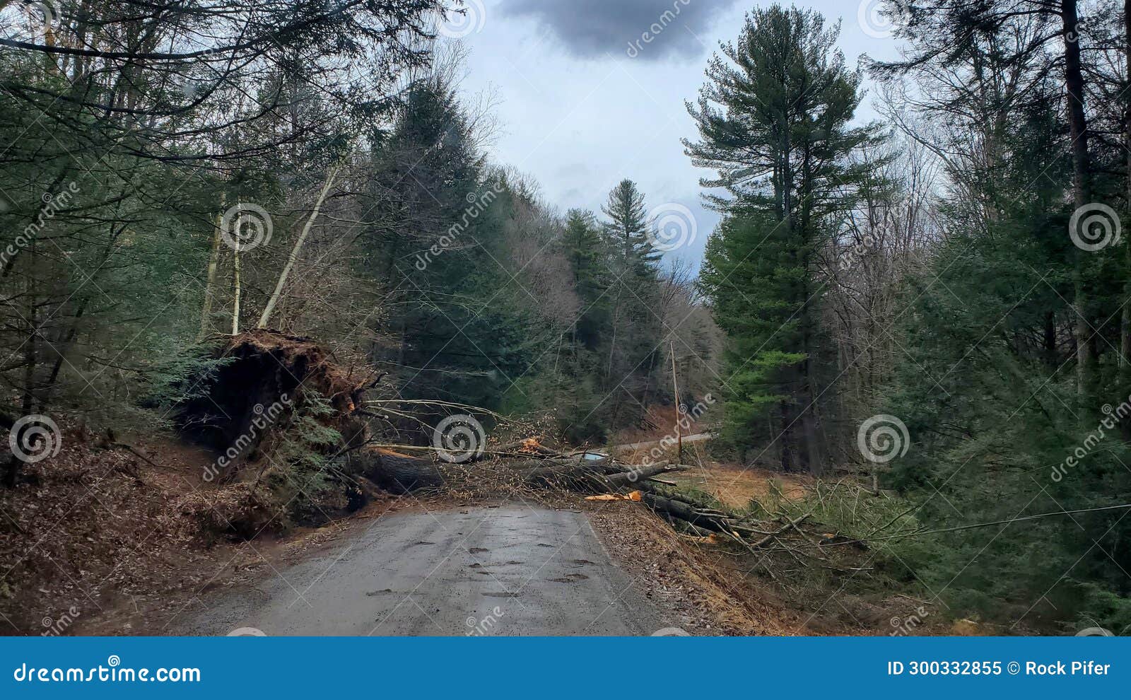 Storm-Blown Pine Tree Blocks Road Stock Image - Image of aftermath ...