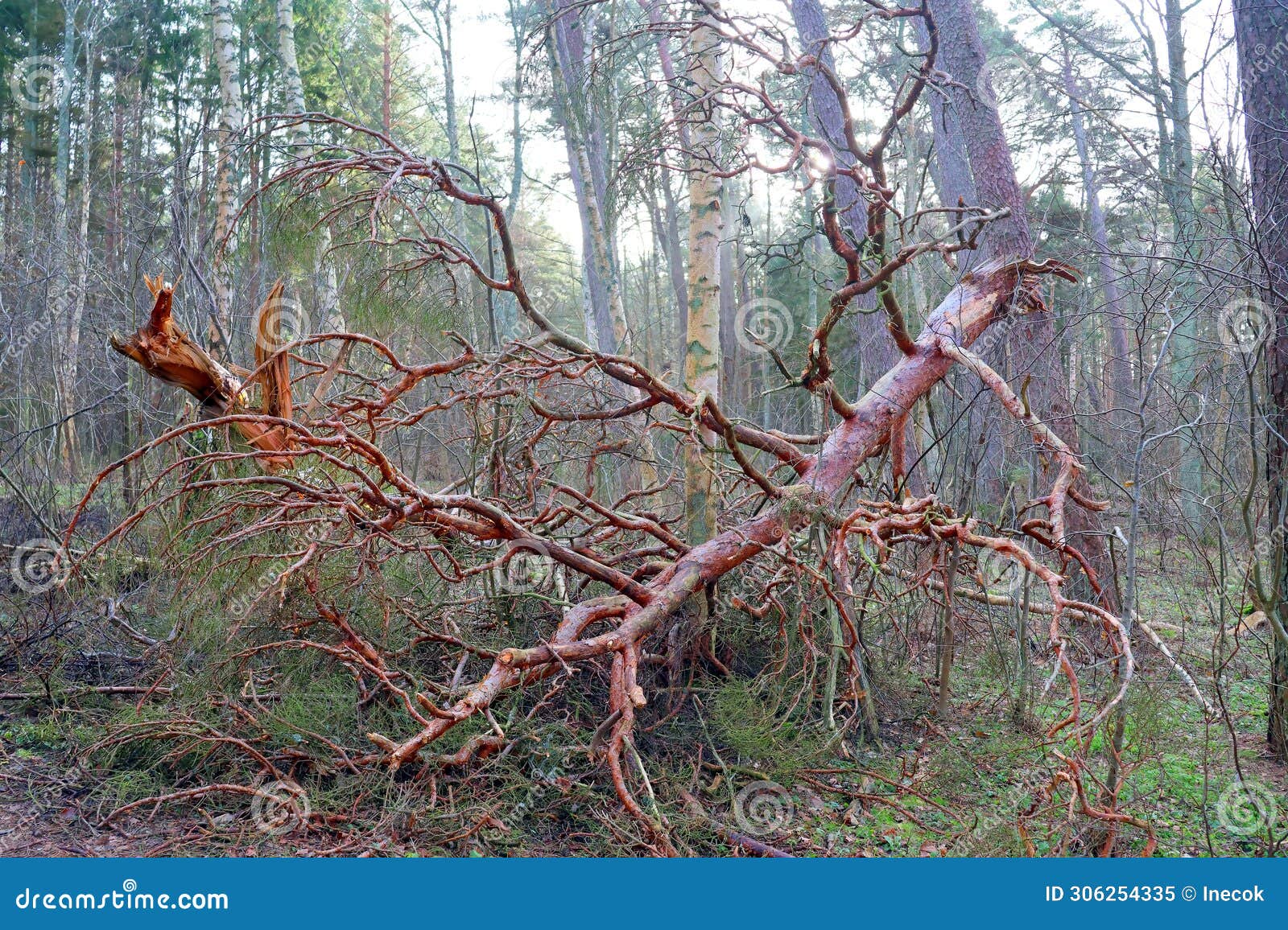 After the Storm. the Broken Top of the Tree Fell Down Stock Image ...