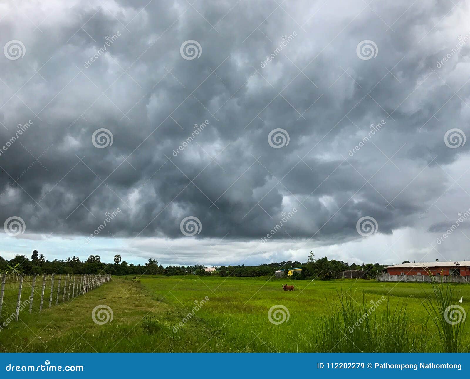 Storm cloud and rice field stock image. Image of agriculture - 112202279