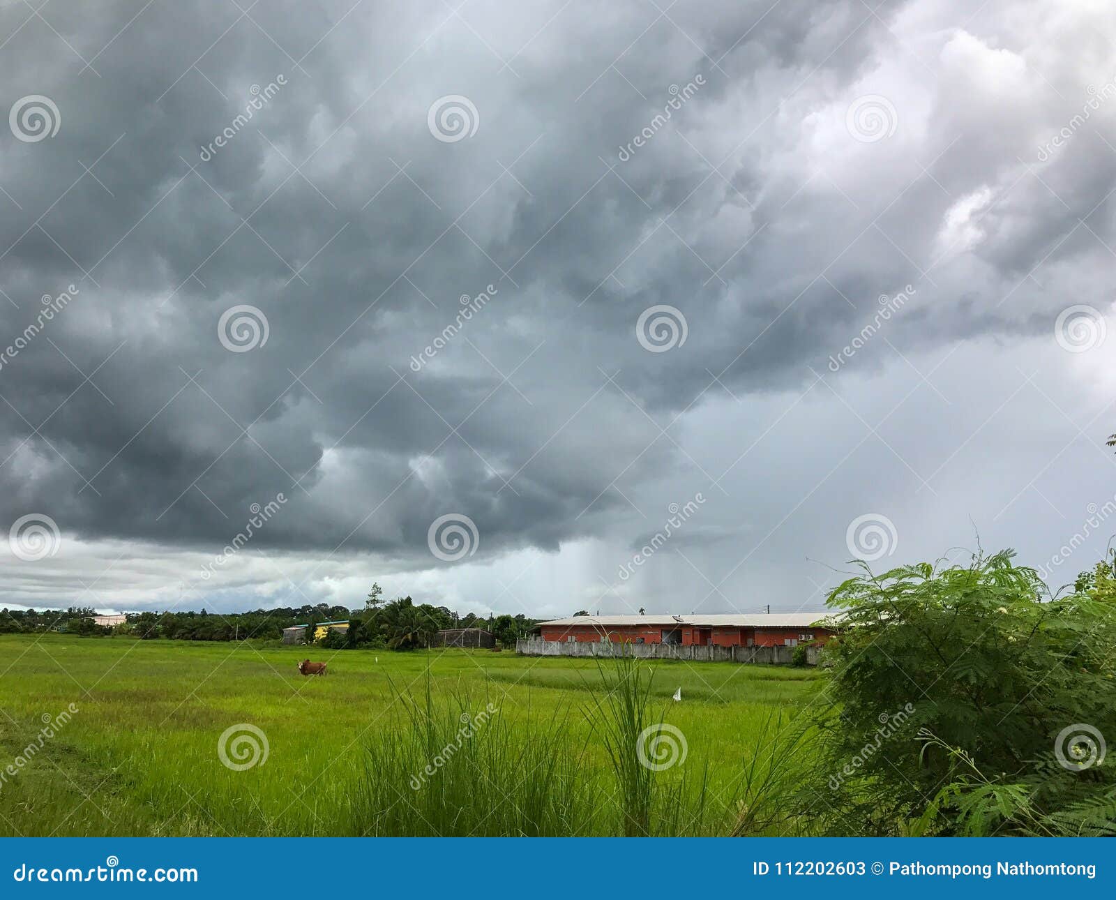 Storm cloud and rice field stock image. Image of natural - 112202603