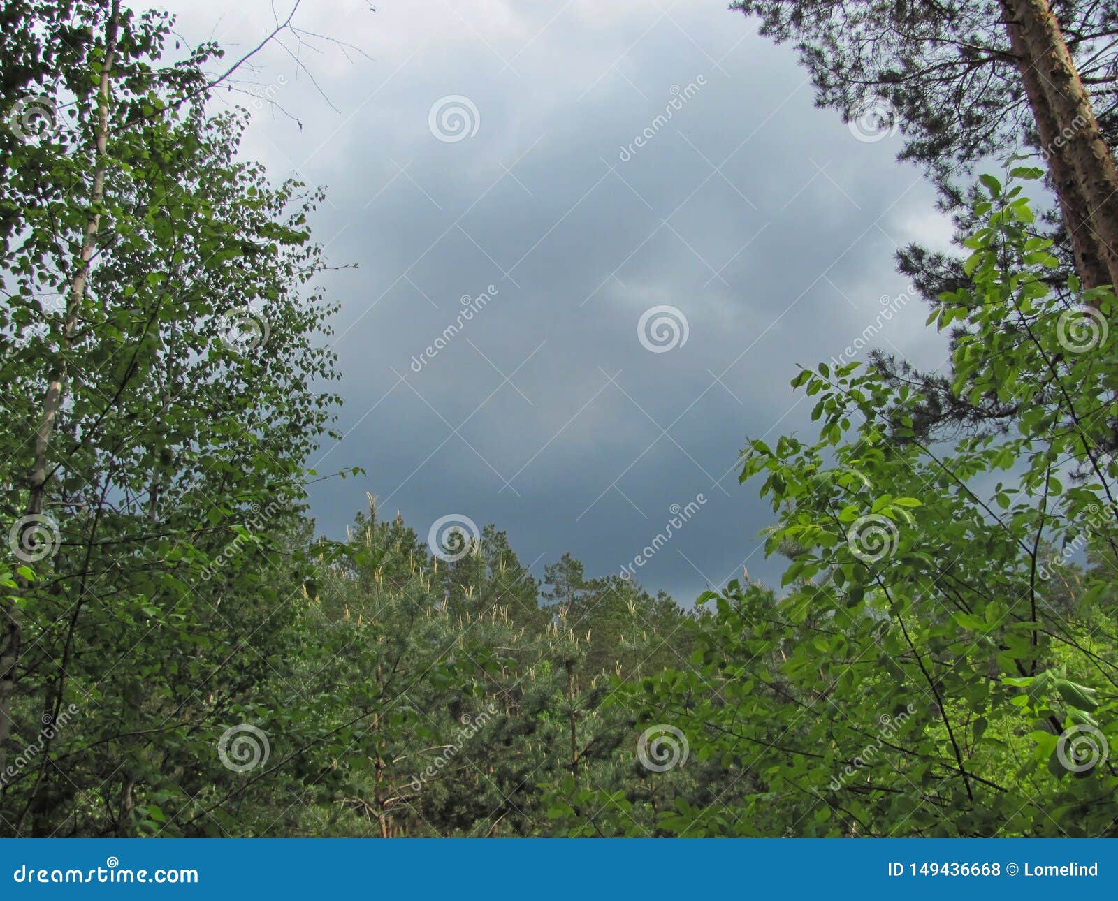 Storm Clouds Above the Forest Stock Photo - Image of nature, rain ...