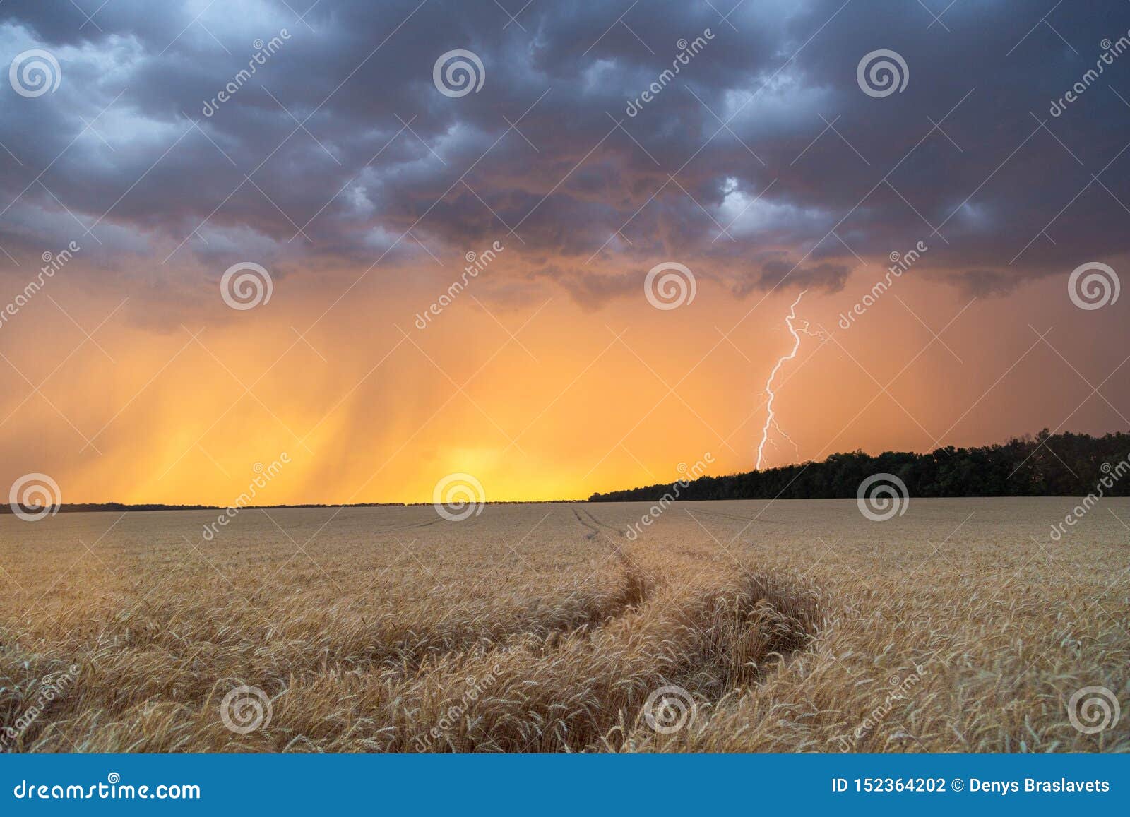 Storm Clouds and Lightning in the Sunset Sky Over a Field of Wheat ...