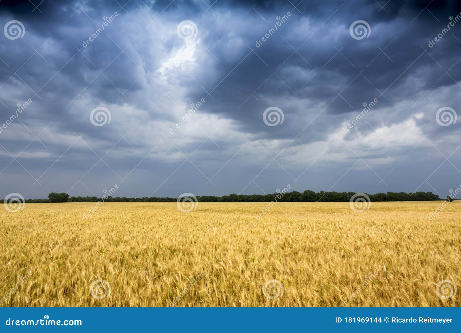 Storm Clouds Move in on Golden Wheat Field in Kansas Stock Photo ...