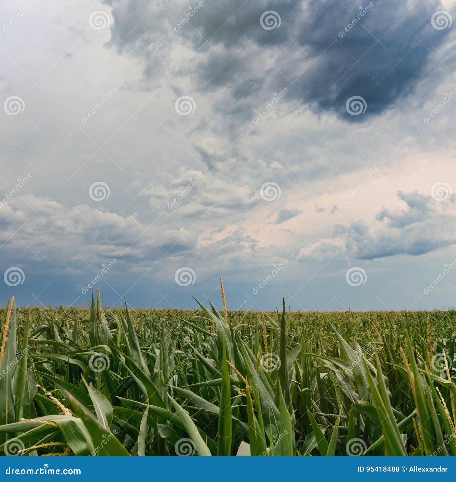 Storm Clouds Over Corn Fields Stock Photo - Image of cloudscape, summer ...