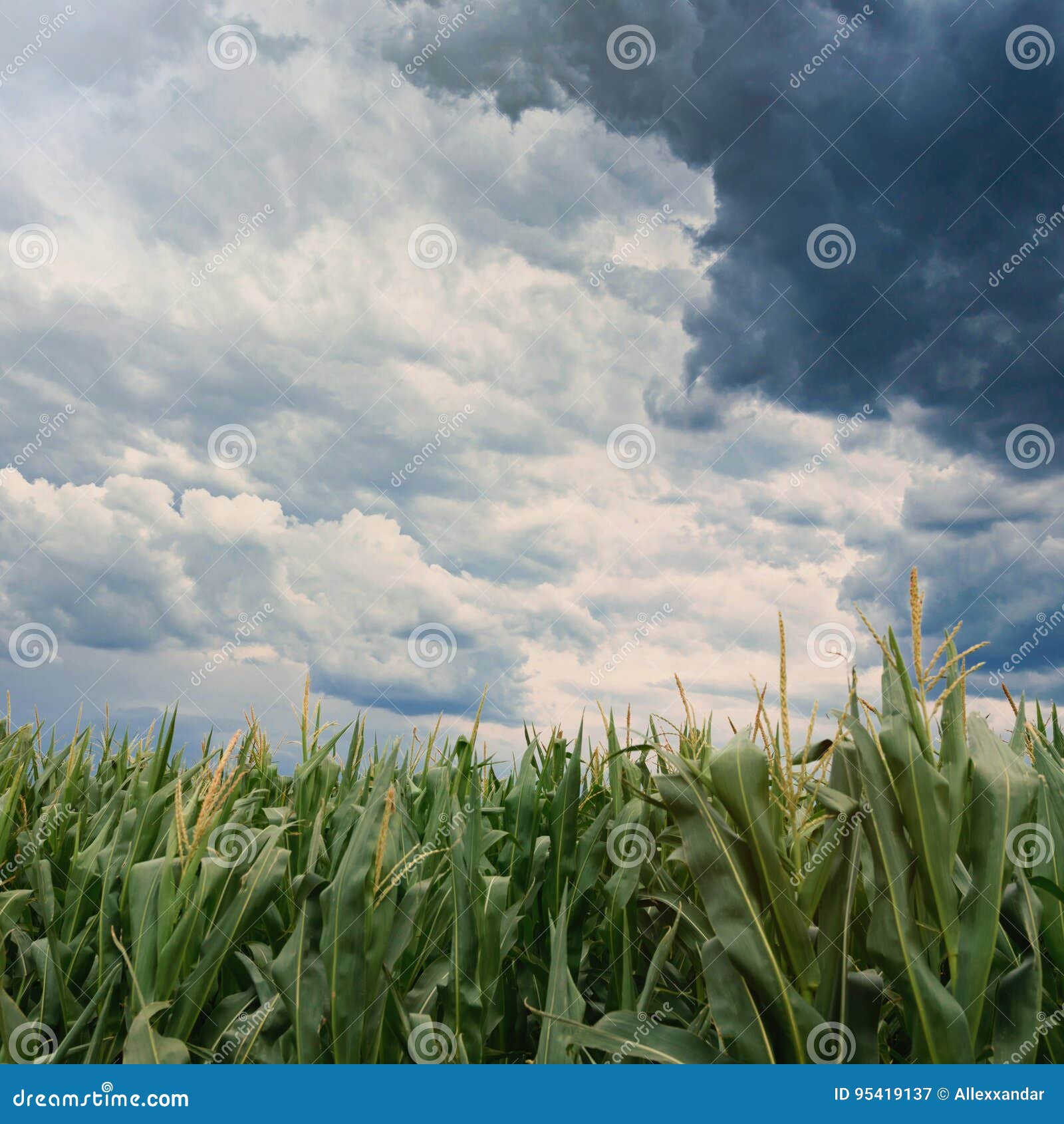 Storm Clouds Over Corn Fields Stock Image - Image of cloudscape, clouds: 95419137