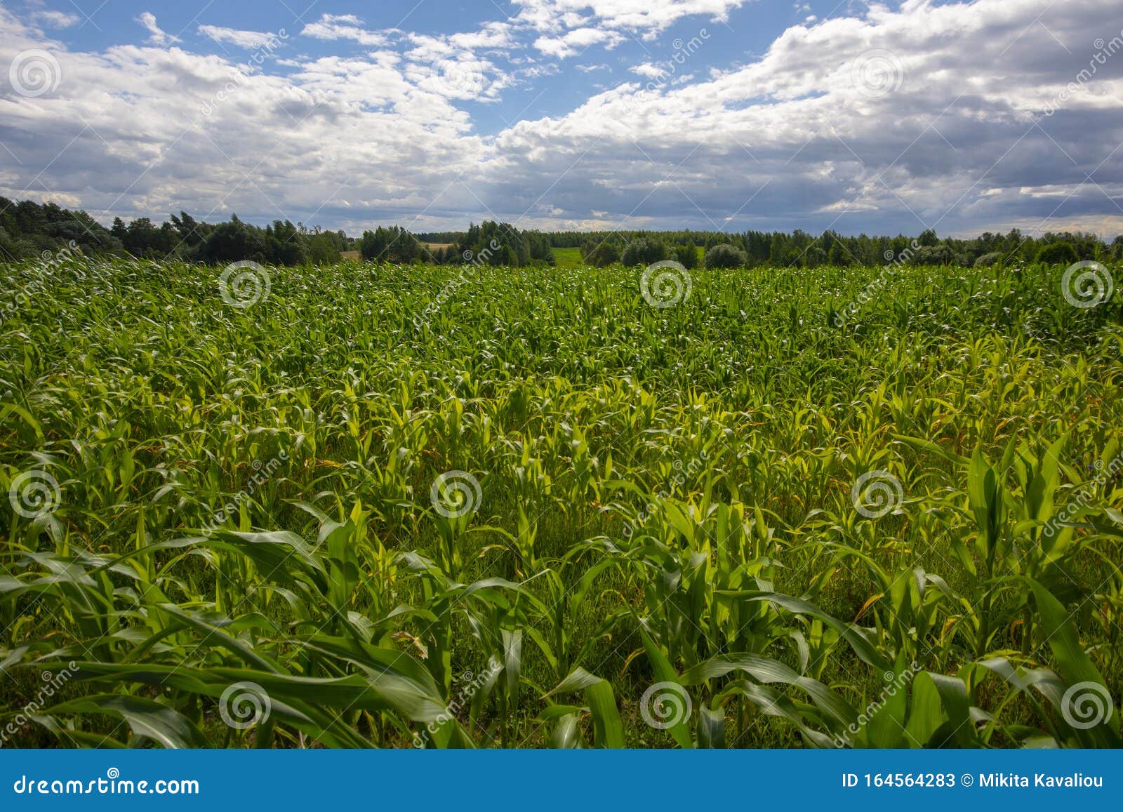 Storm Clouds Over Corn Fields. Stock Image - Image of weather, nature ...