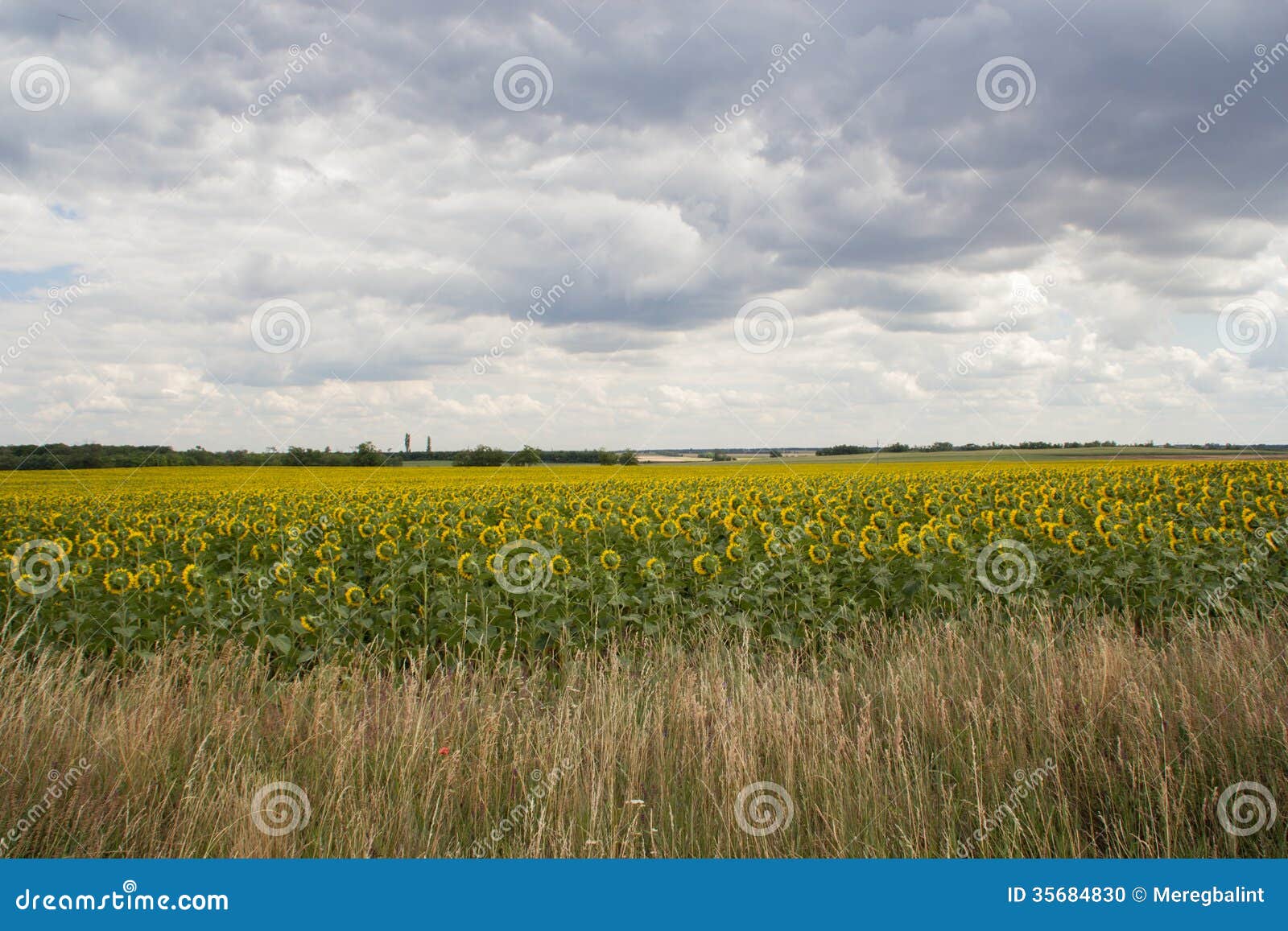 Storm Clouds over field stock photo. Image of agriculture - 35684830