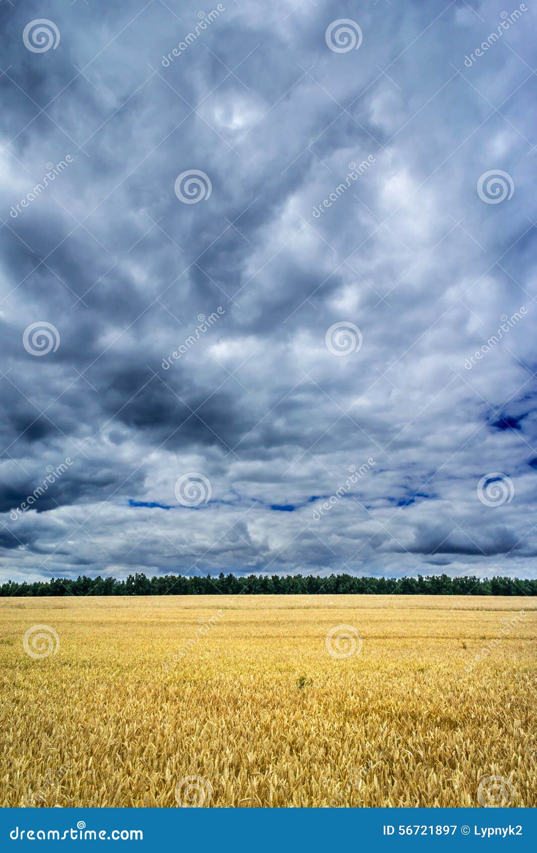 Storm Clouds Over a Golden Field. Stock Image - Image of summer ...